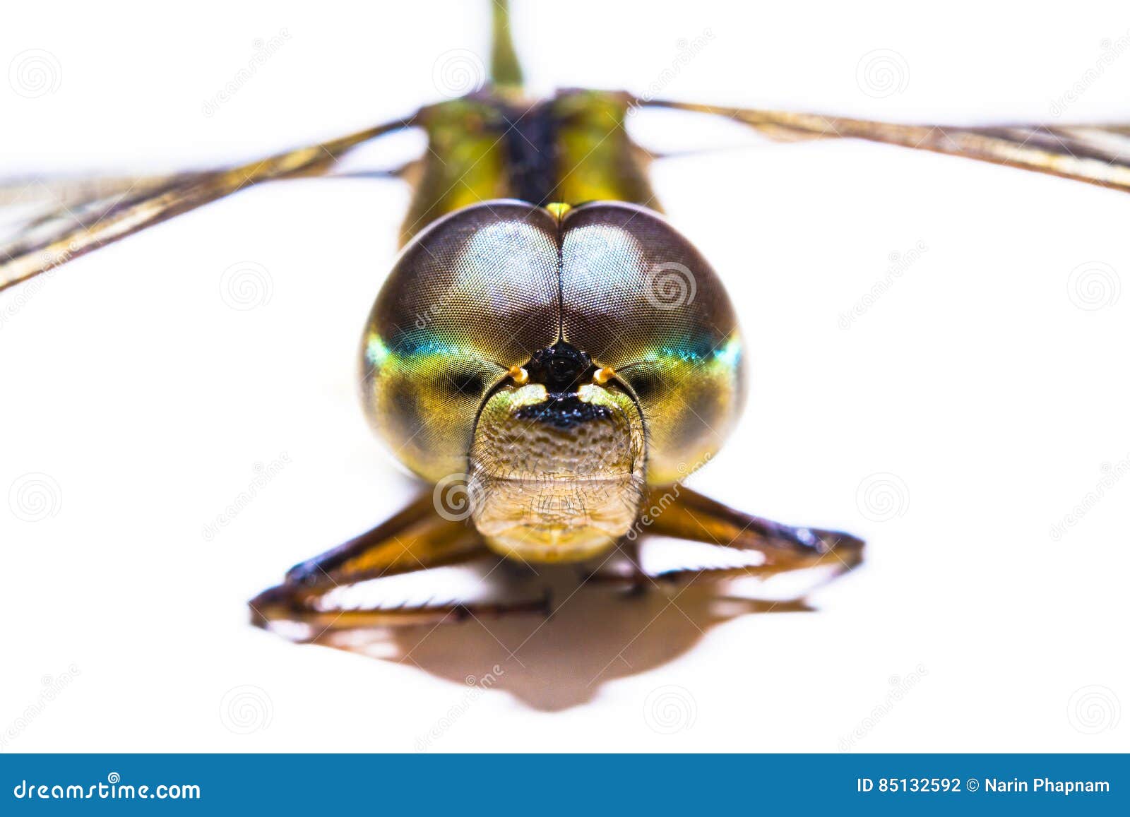 Dragonfly Closeup Face White Background Bug Animal Stock Photo - Image ...