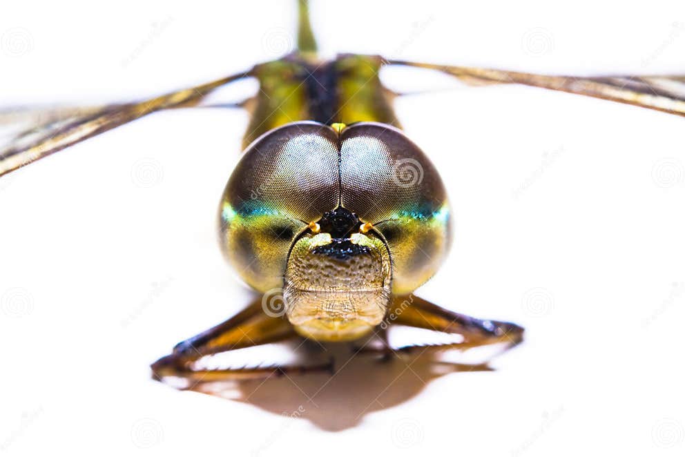 Dragonfly Closeup Face White Background Bug Animal Stock Photo - Image ...