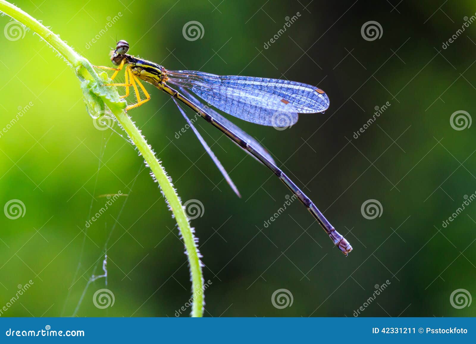 Dragonfly stock image. Image of small, insect, macro - 42331211
