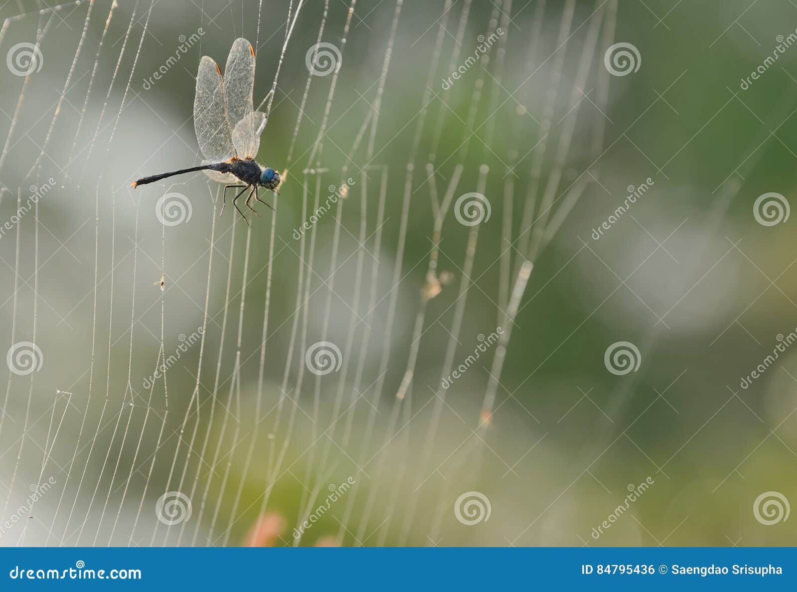 Dragonfly with cobweb stock photo. Image of body, insect - 84795436