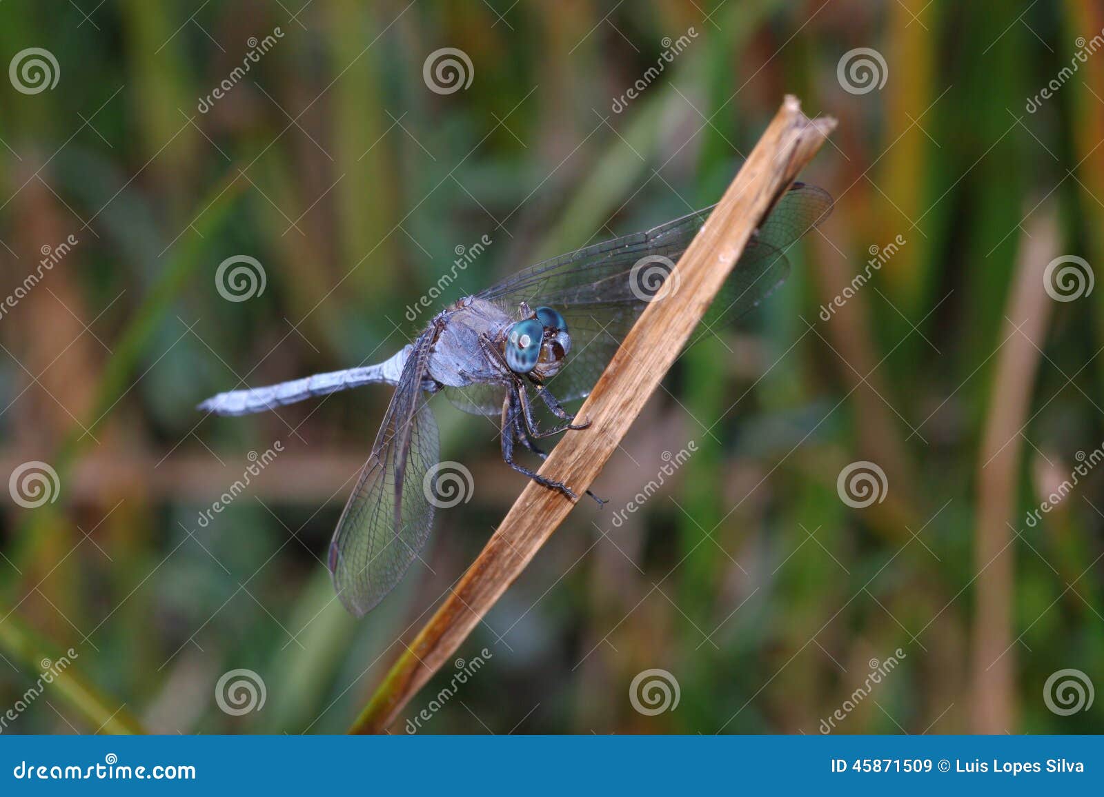 Dragonfly stock image. Image of green, river, background - 45871509