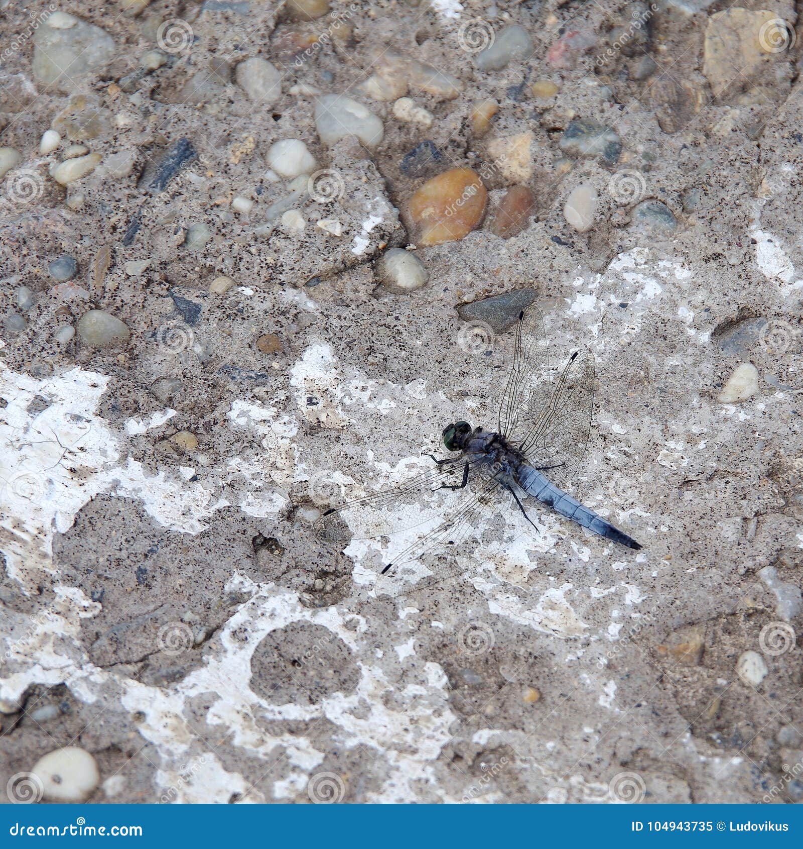 Dragonfly on Concrete Surfaces Stock Image - Image of white, natural ...