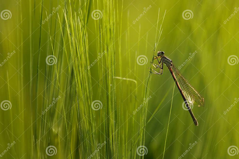 Dragonfly and Corn stock photo. Image of closeup, outdoor - 25380572