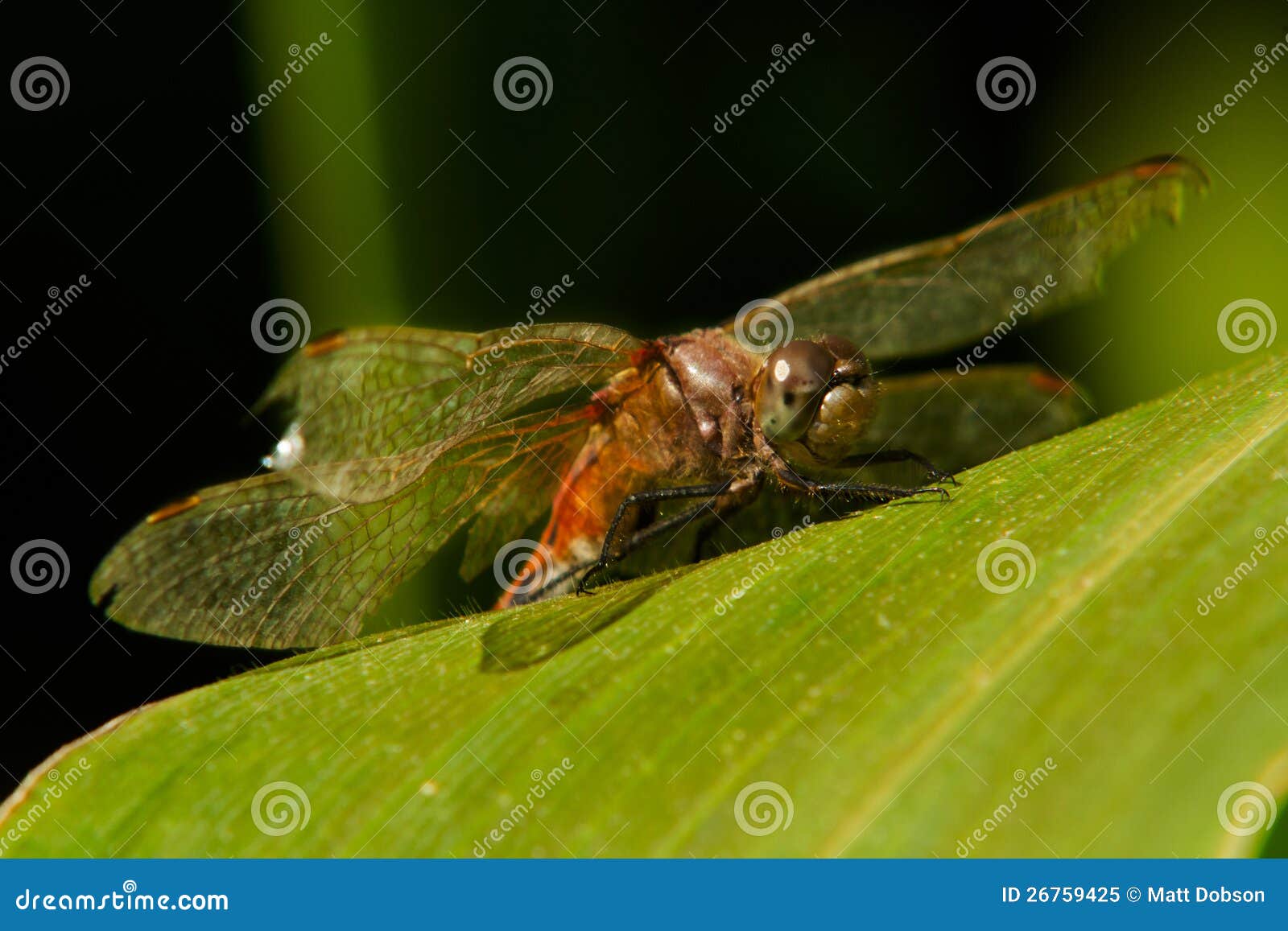 Dragonfly on Corn Leaf stock image. Image of closeup - 26759425
