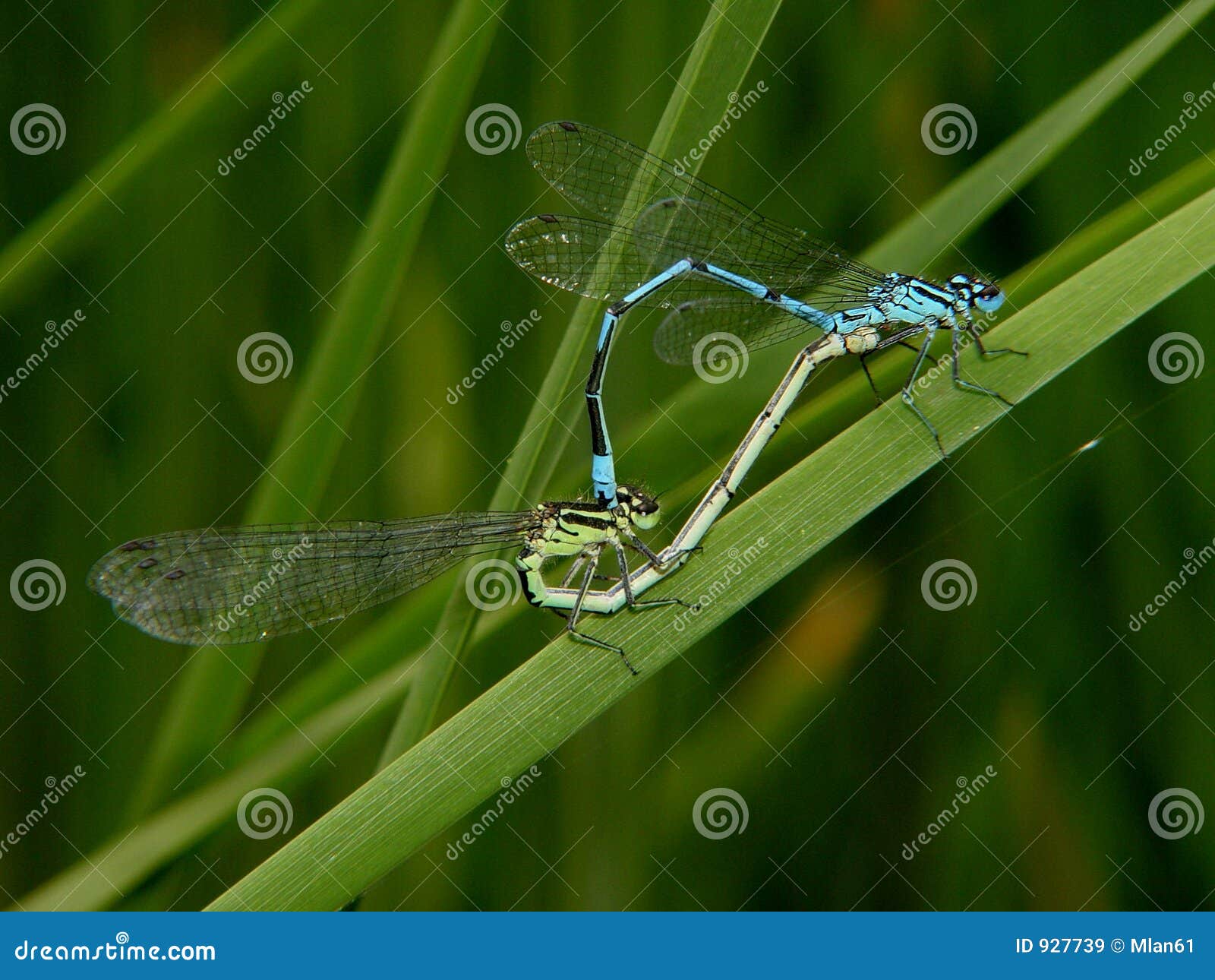 Dragonfly couple stock image. Image of macro, floral, insect - 927739