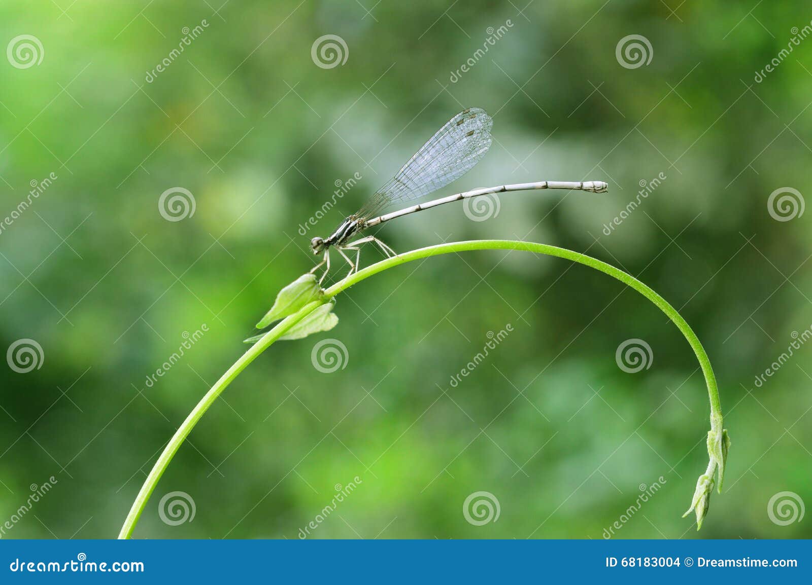 Dragonfly stock photo. Image of garden, yellow, stem - 68183004