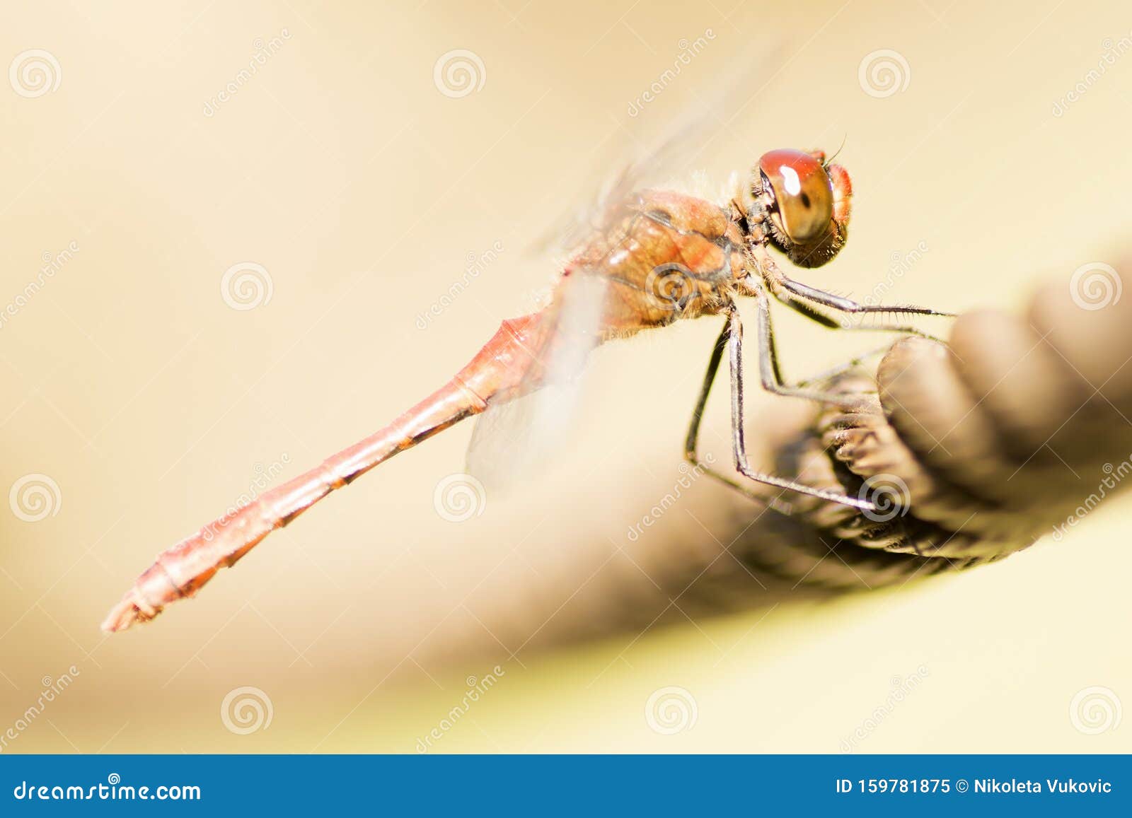 Dragonfly damselfly insect stock image. Image of damselfly - 159781875