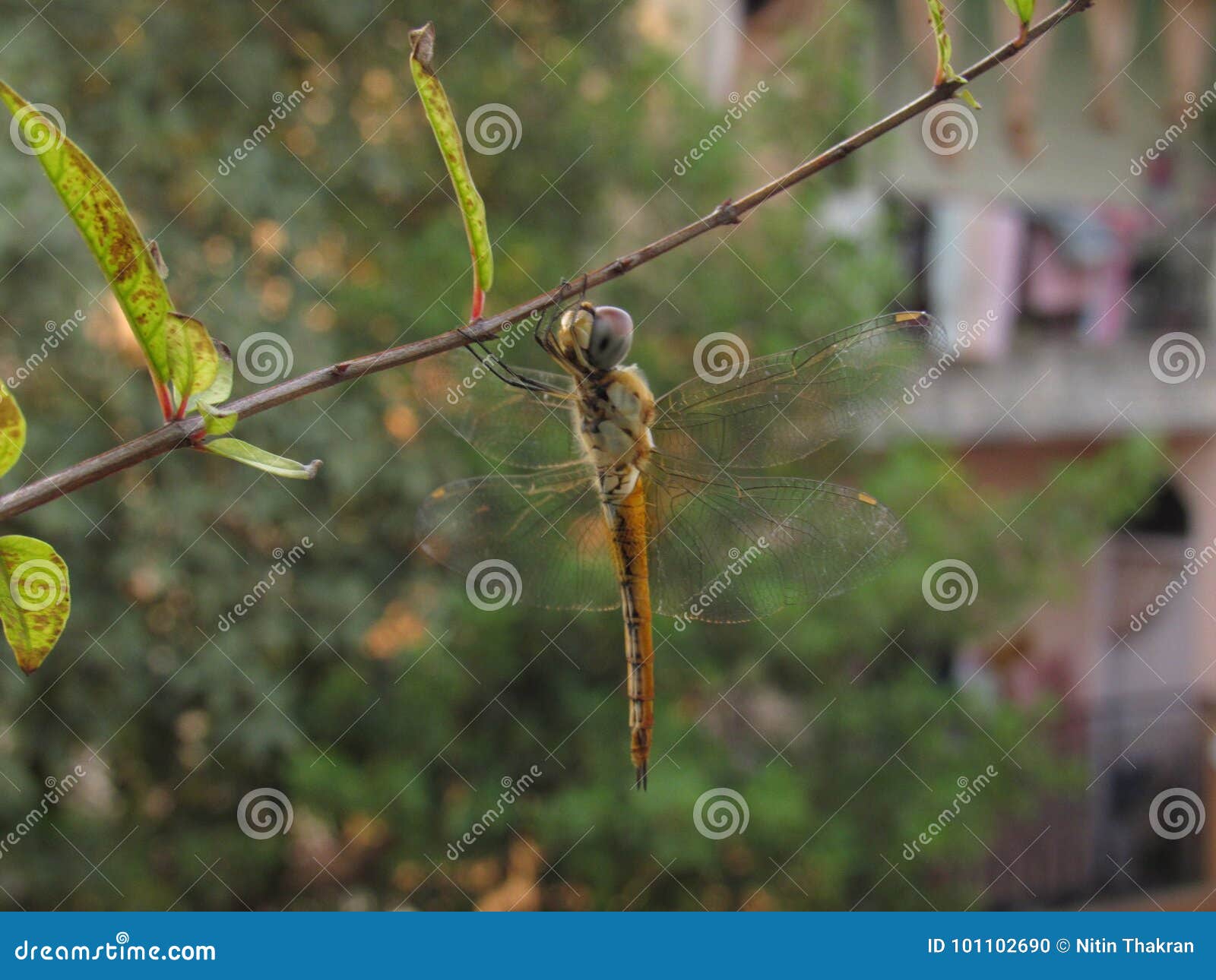 Dragonfly stock photo. Image of dragonfly, india, depth - 101102690