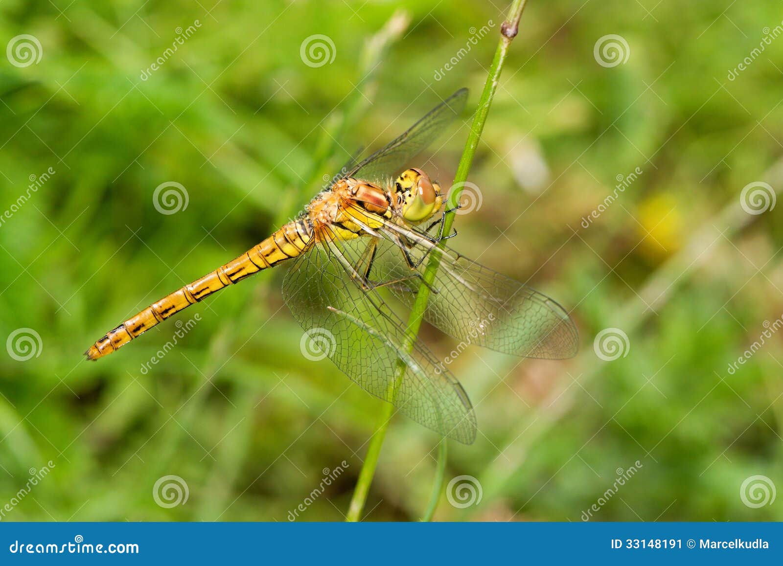Dragonfly detail stock image. Image of resting, nature - 33148191