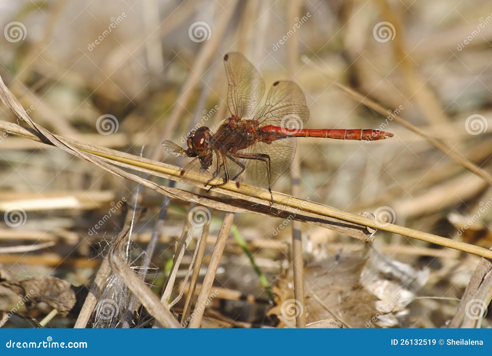 Dragonfly Devouring Its Prey Stock Image - Image of wing, dragonfly ...