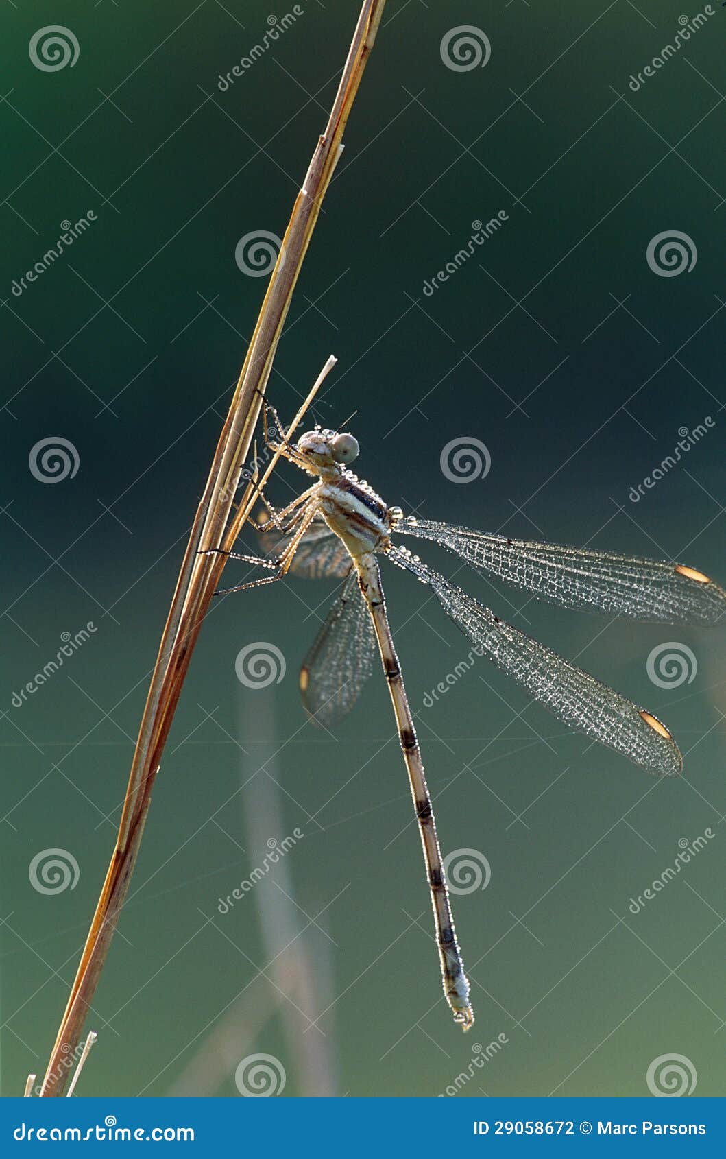 Dragonfly with Dew on Reed stock photo. Image of macro - 29058672