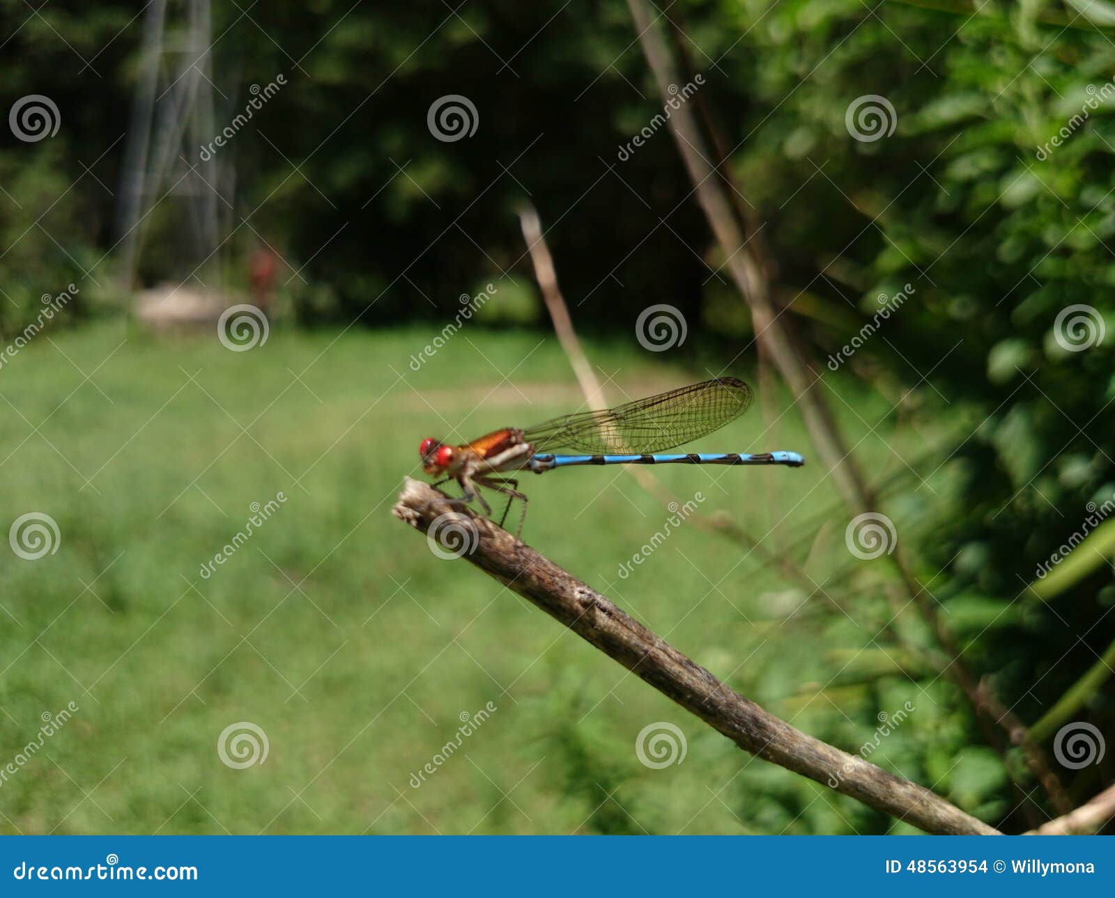 Dragonfly stock photo. Image of dragon, insect, wings - 48563954