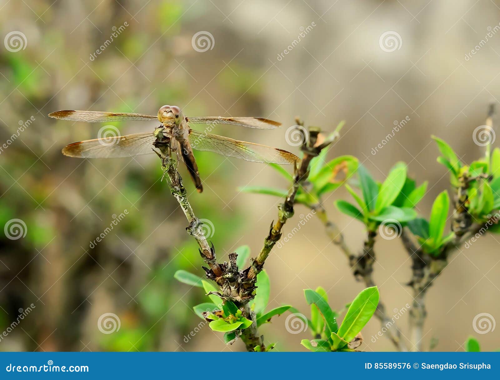 Dragonfly stock photo. Image of outdoor, life, macro - 85589576