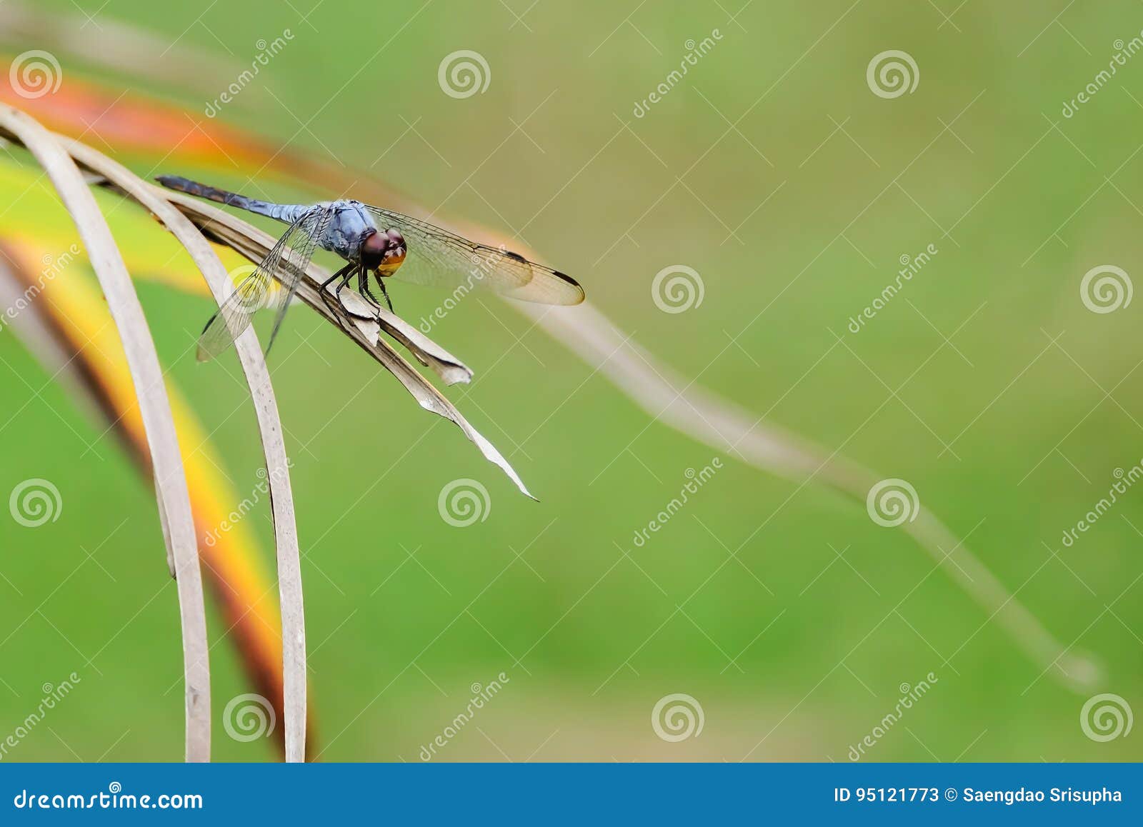 Dragonfly stock image. Image of nature, plant, green - 95121773