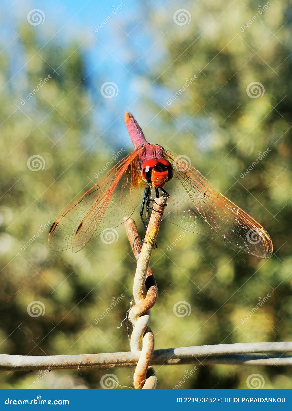 Dragonfly, Dragonflies Resting Stock Photo - Image of green, grass ...
