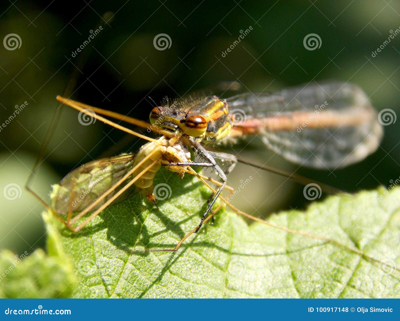 Dragonfly stock photo. Image of eyes, prey, dragonfly - 100917148