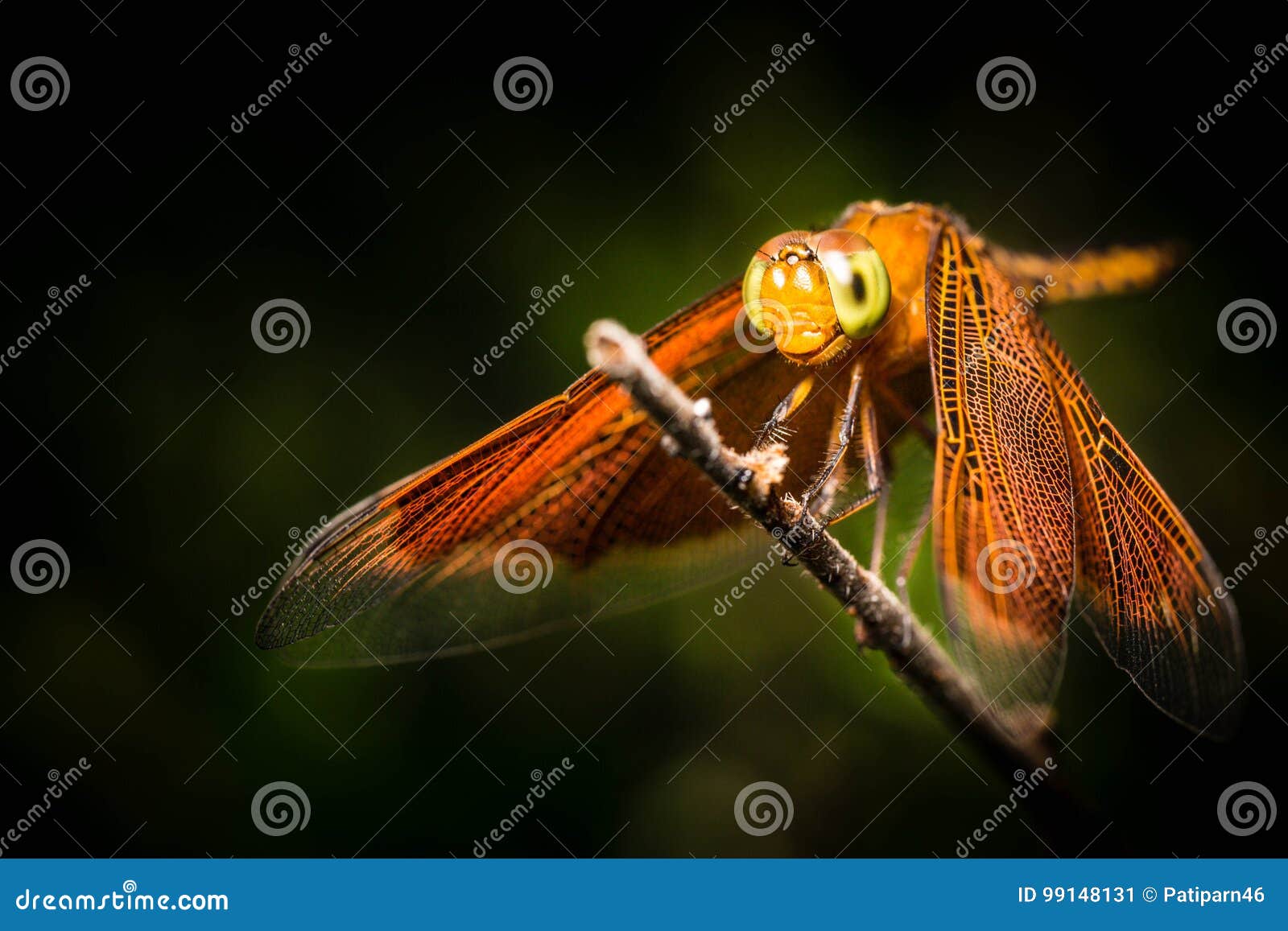 19,319 Dragonfly Outdoor Stock Photos - Free & Royalty-Free Stock ...