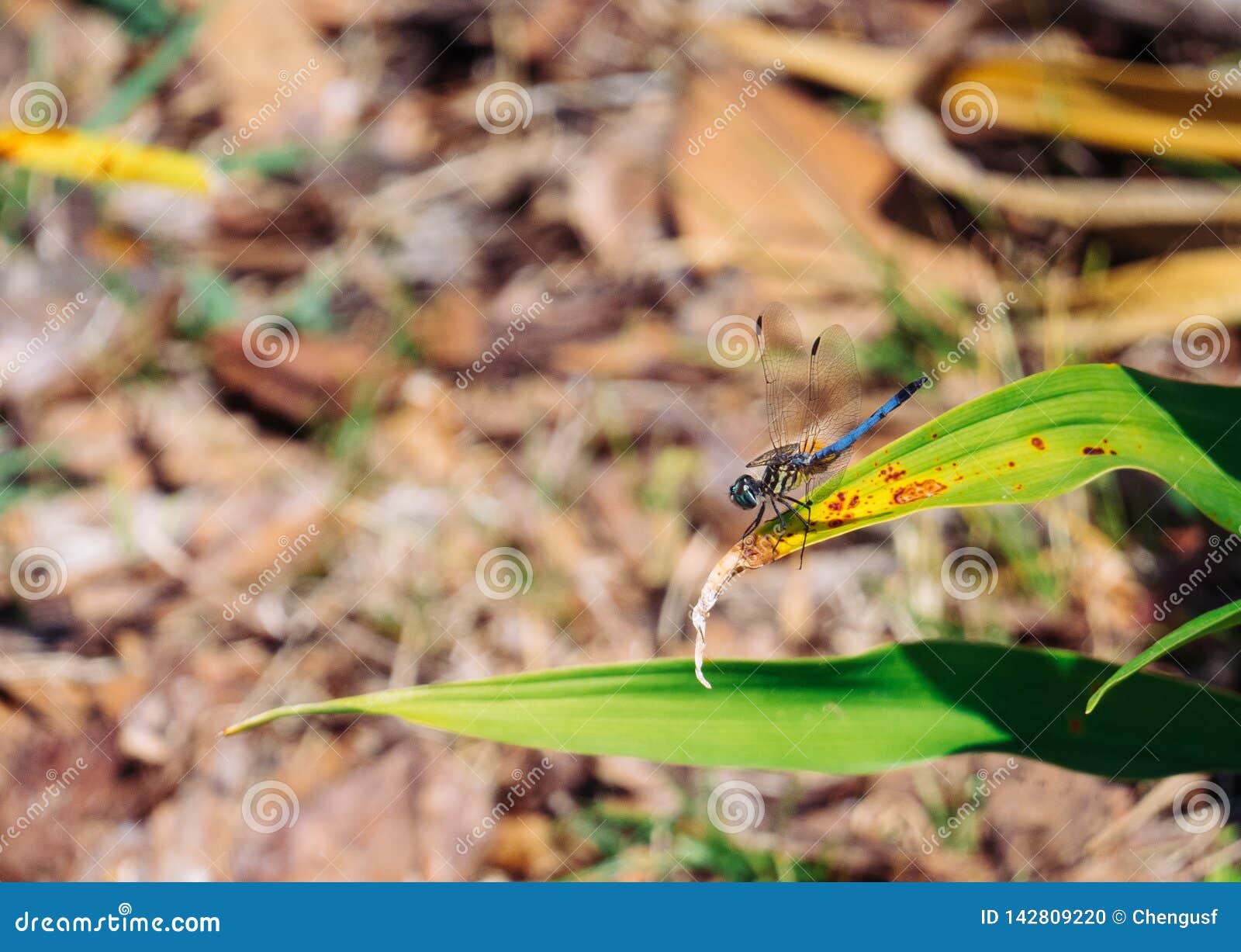 Dragonfly stock photo. Image of invertebrate, damselfly - 142809220