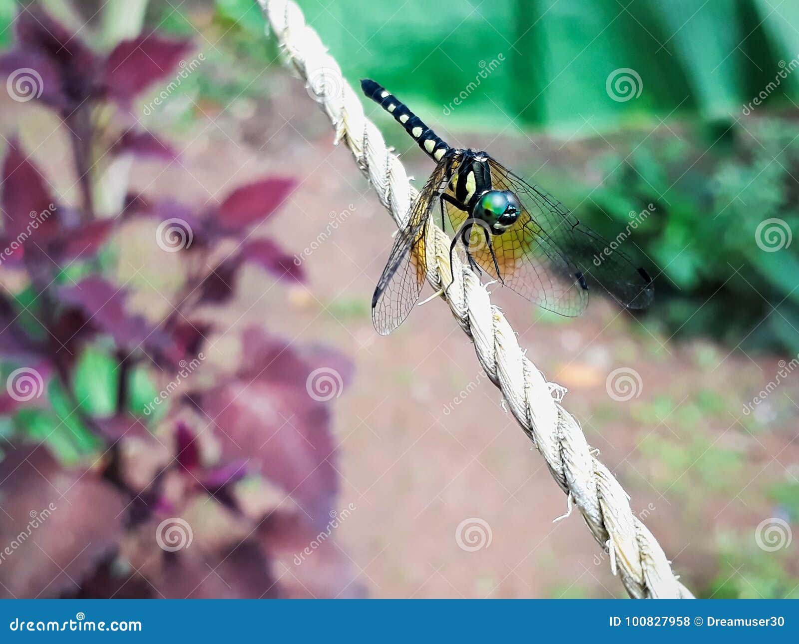 Dragonfly stock photo. Image of black, anisoptera, eyes - 100827958