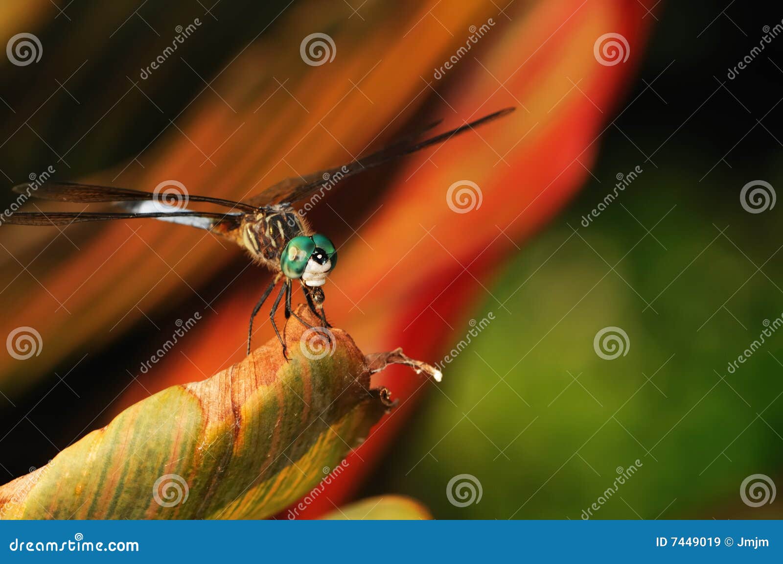 Dragonfly Eating stock image. Image of nature, eating - 7449019