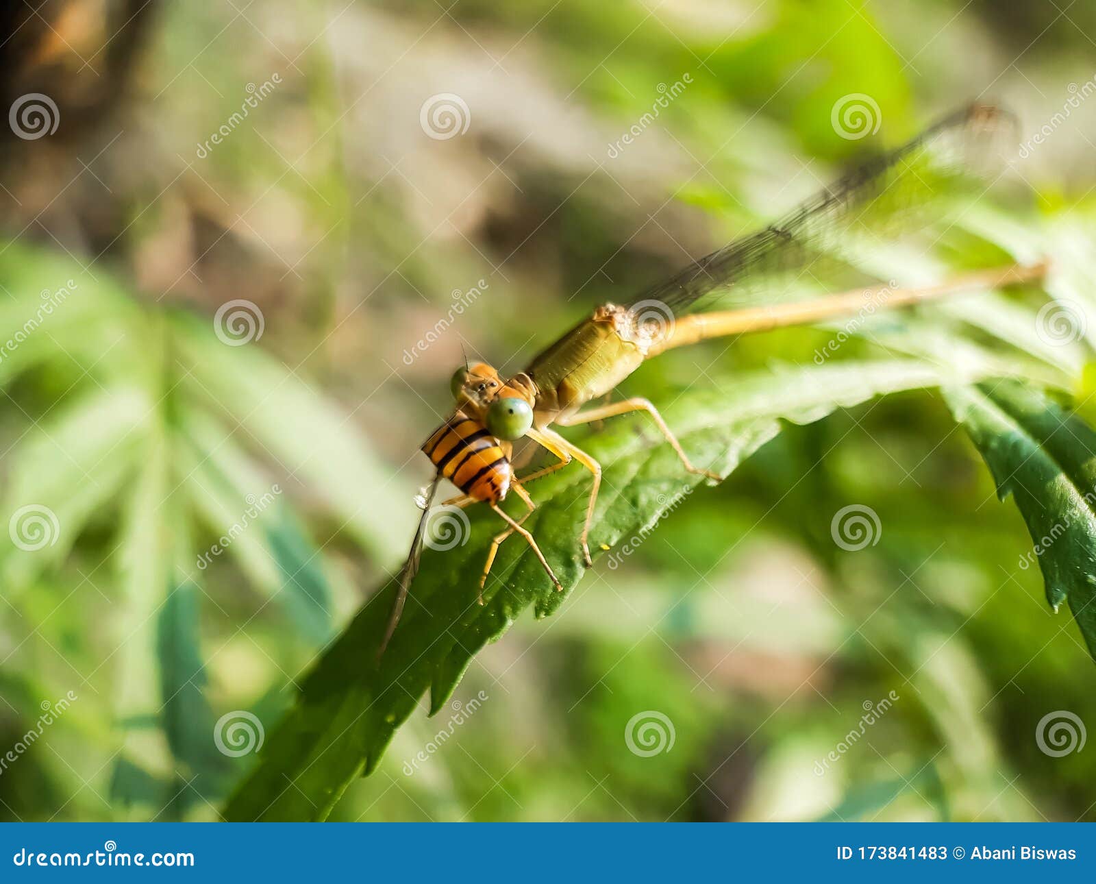 Dragonfly Eating Another Insect, Sitting on the Green Leaves Stock ...