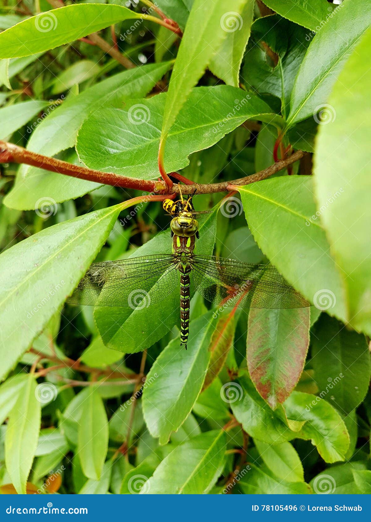 Dragonfly eating bee stock photo. Image of nature, dragonfly - 78105496