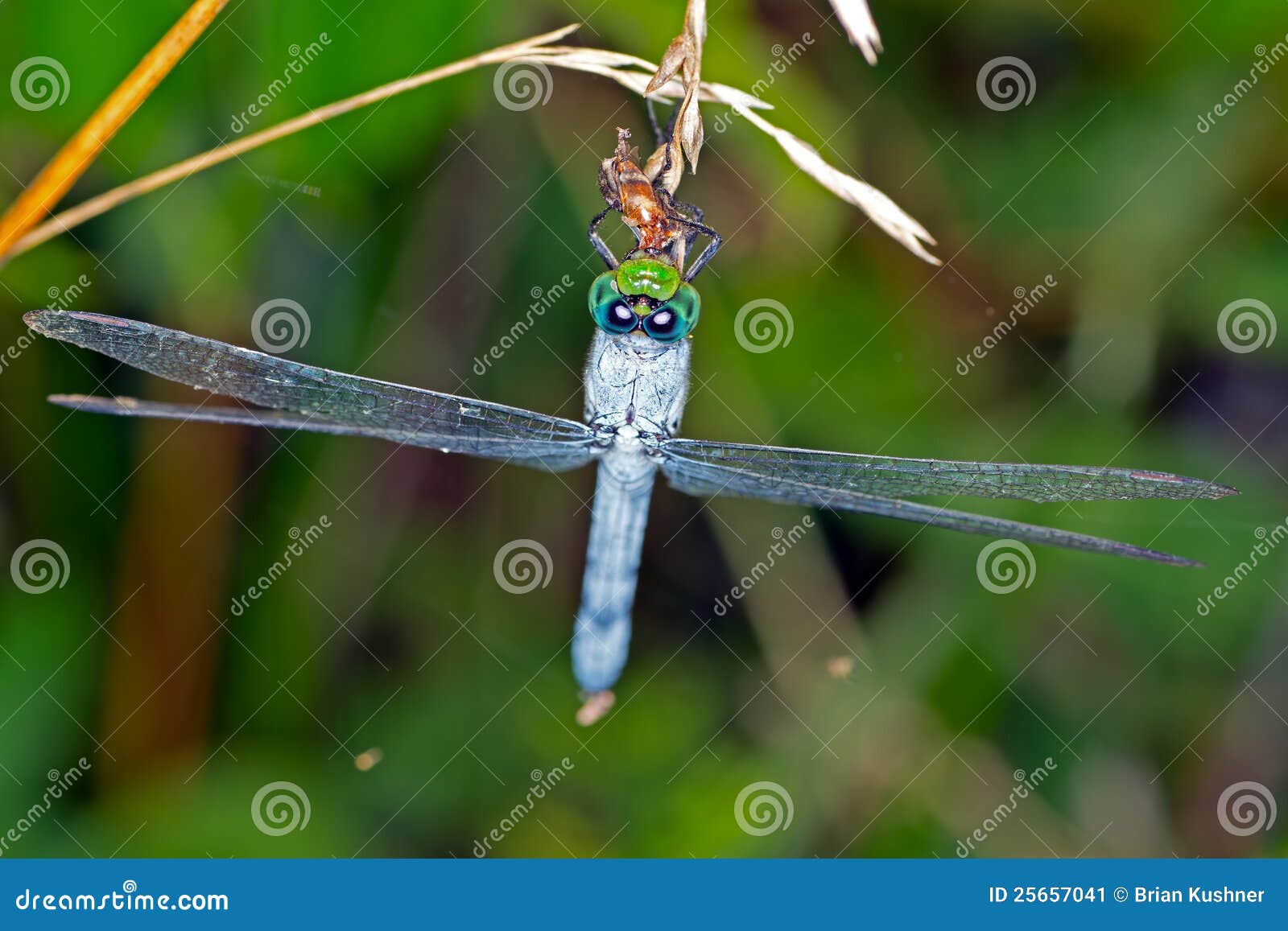 Dragonfly Eating a Bug stock image. Image of insect, eating - 25657041