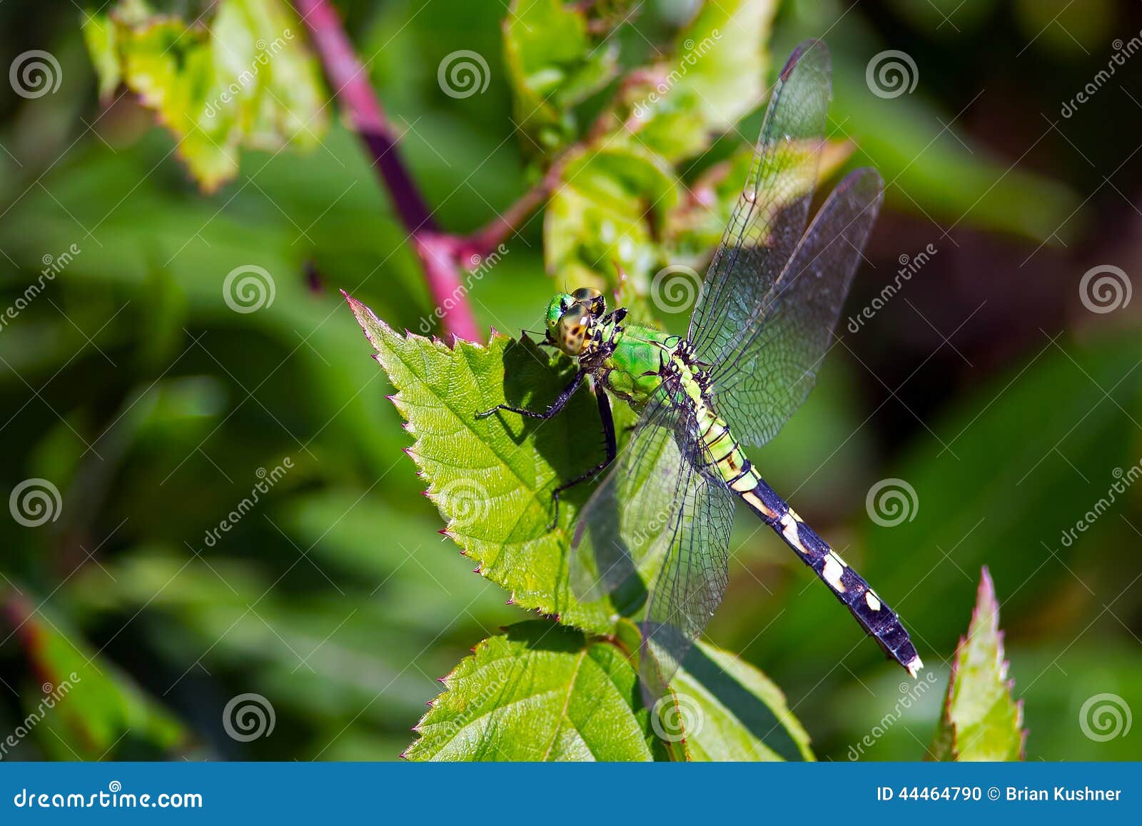 Dragonfly Eating a Bug stock photo. Image of erythemis - 44464790