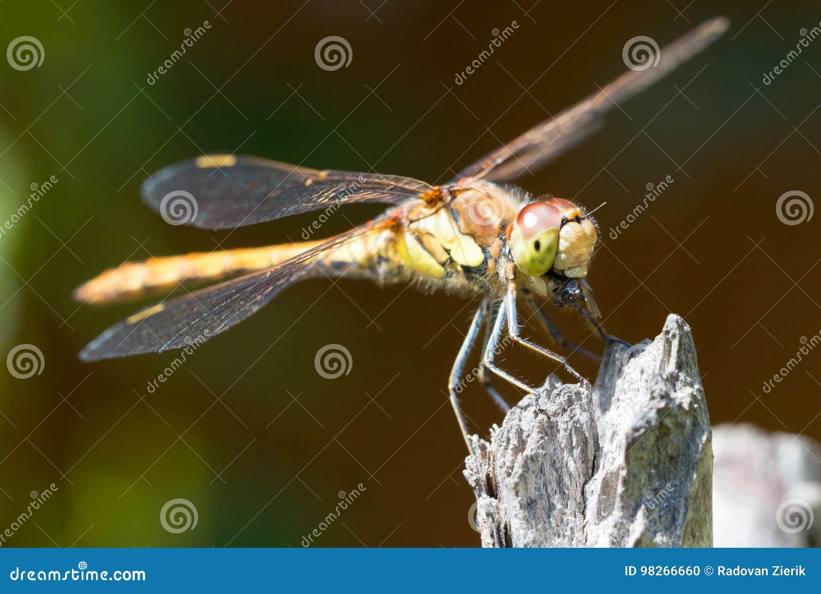 Dragonfly eating stock photo. Image of animal, predator - 98266660