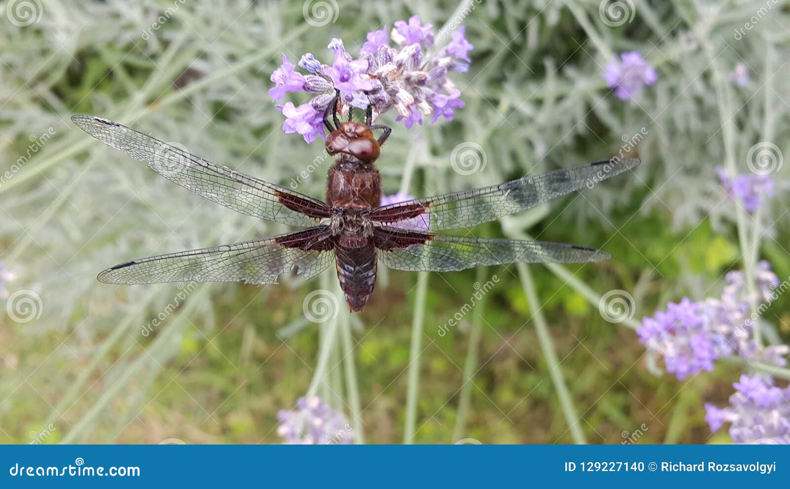 Dragonfly eating stock photo. Image of grass, purple - 129227140