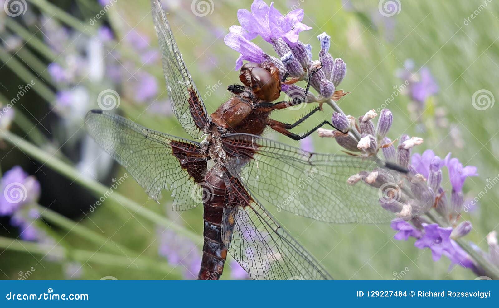 Dragonfly eating stock photo. Image of eating, grass - 129227484