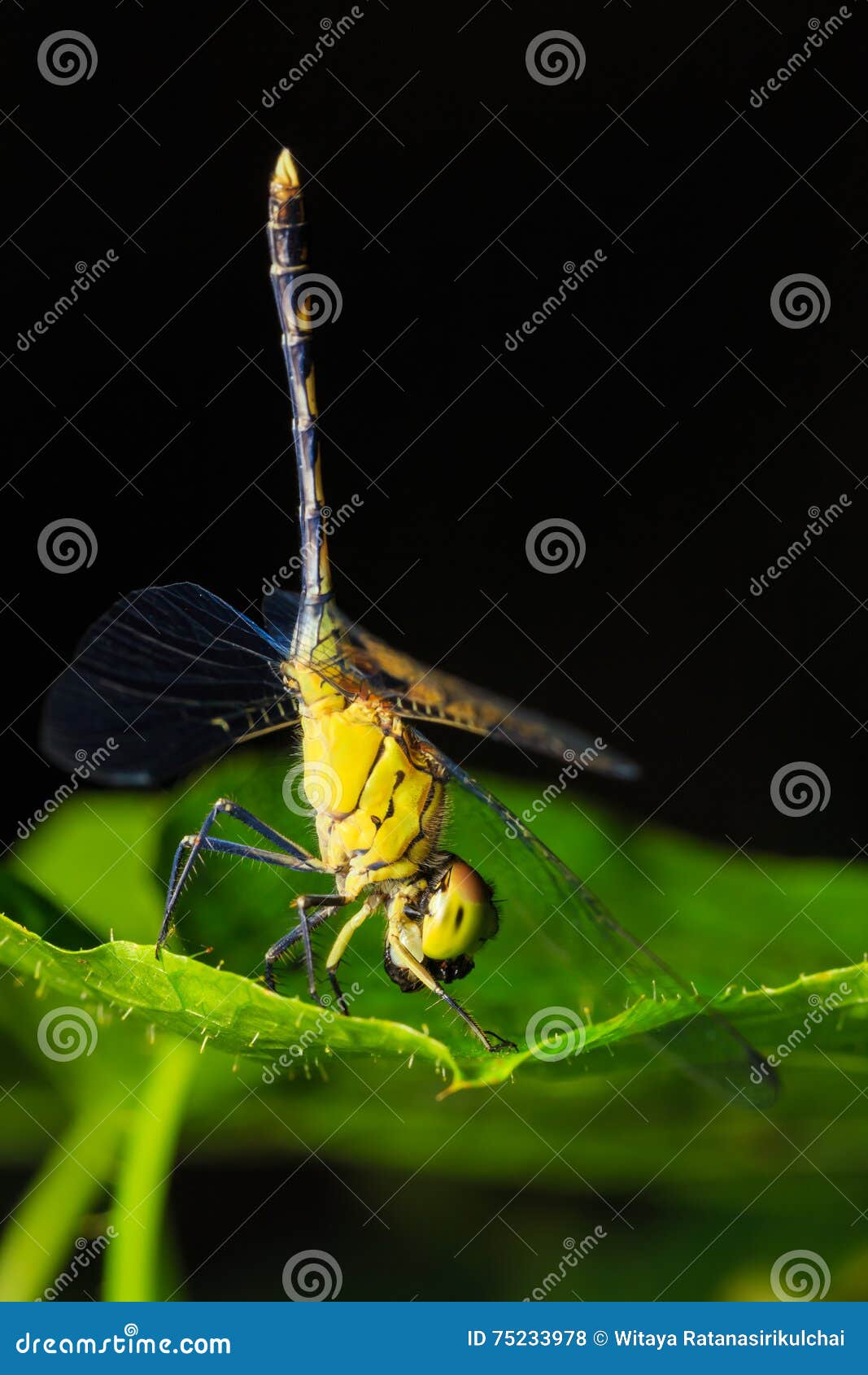 Dragonfly Eating Fly on Green Leaf Stock Photo - Image of garden, prey ...