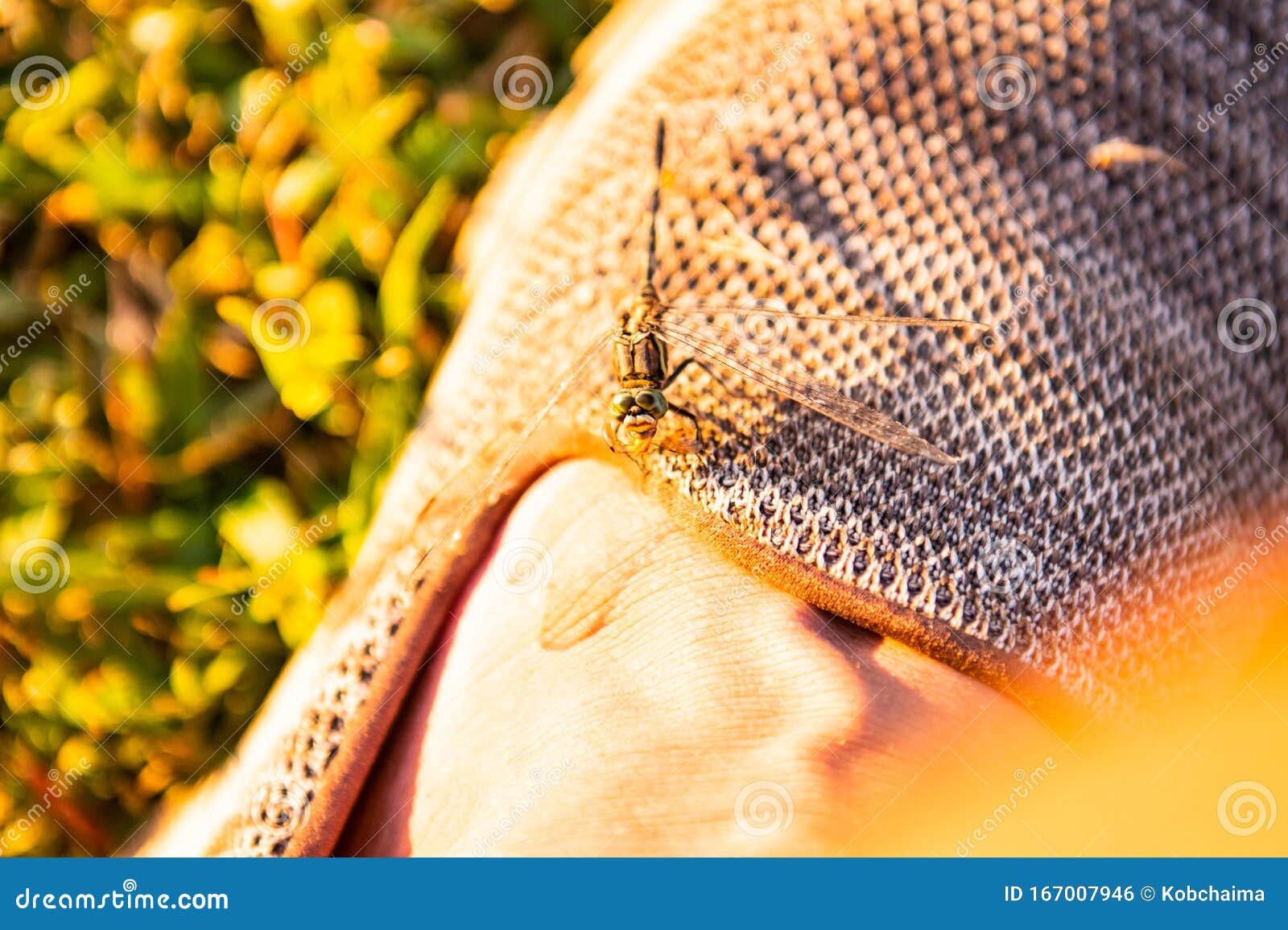 Dragonfly is Eating a Insect on the Shoe Stock Photo - Image of kill ...