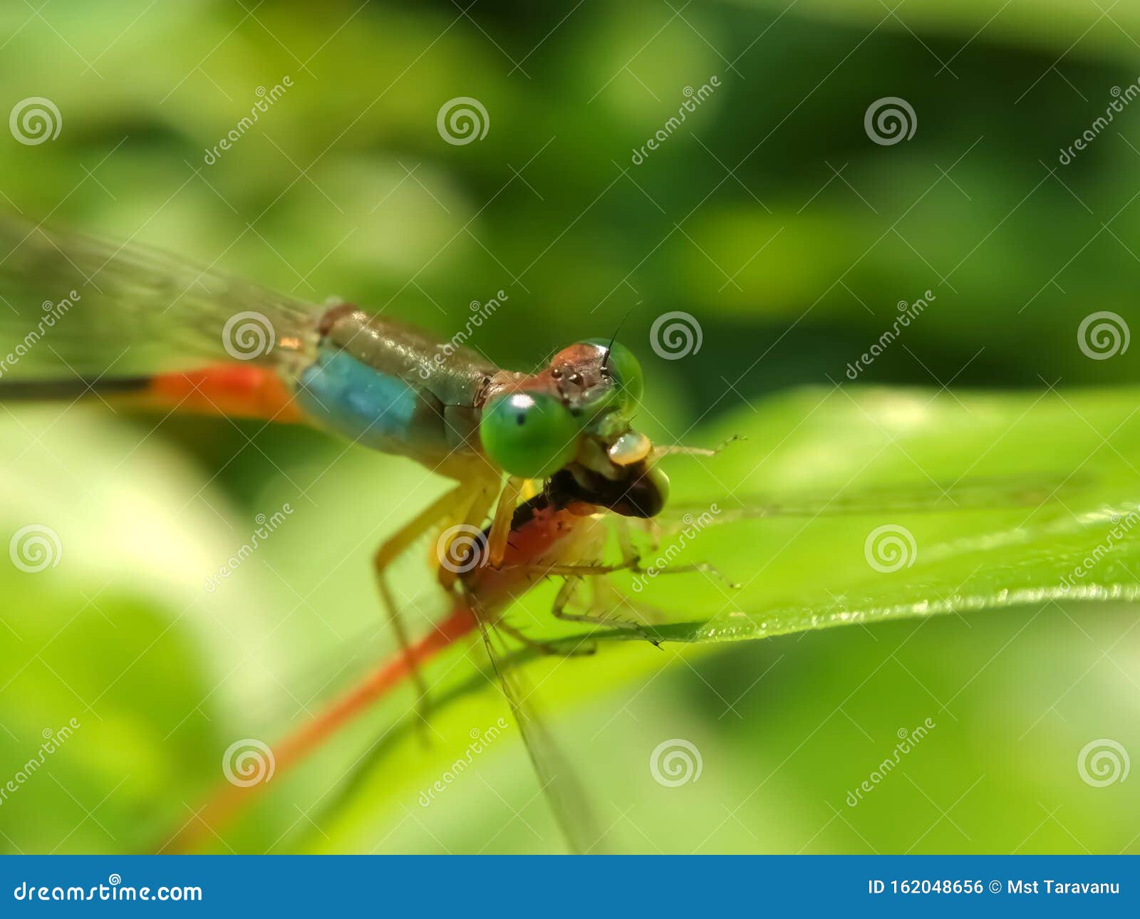 Dragonfly Eating Time Biology Stock Photo - Image of biology, eating ...