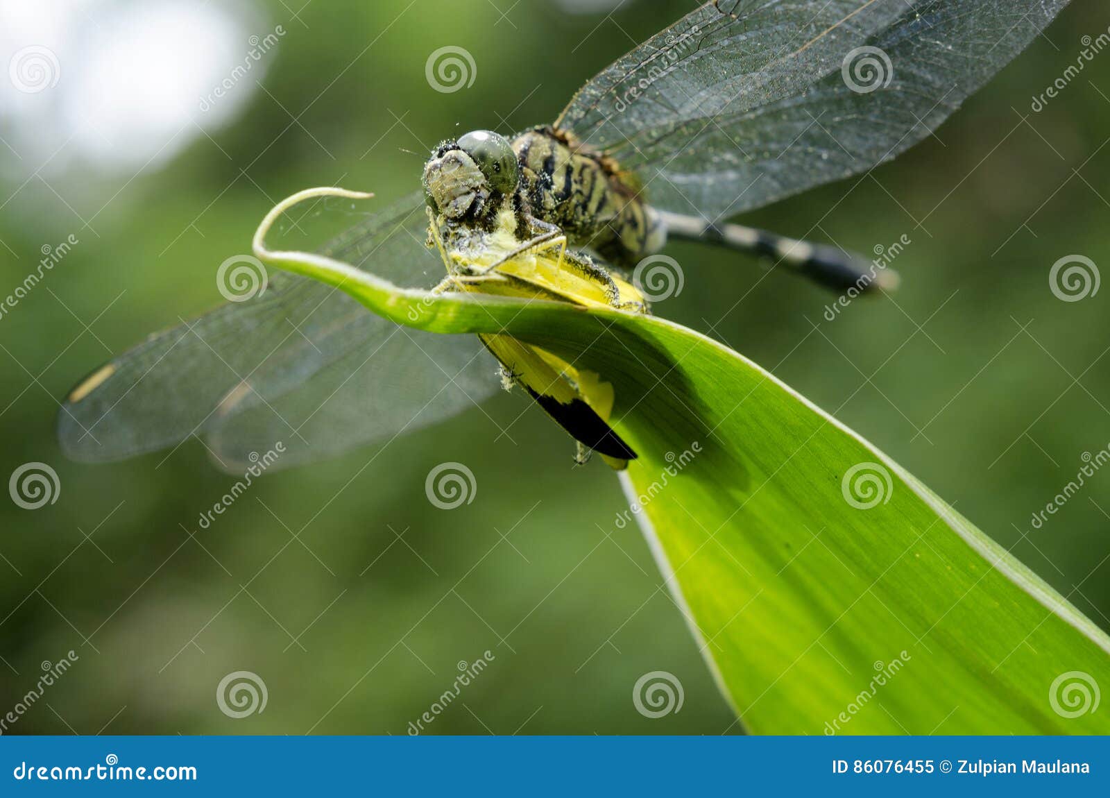 Dragonfly eating stock image. Image of java, animal, indonesia - 86076455