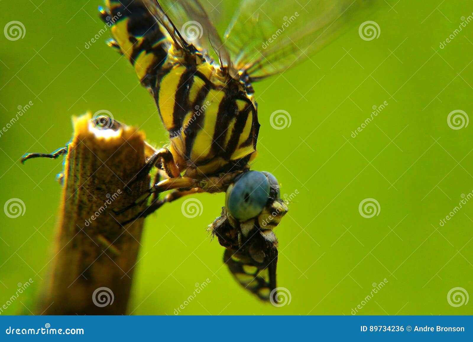 Dragonfly eats insect stock photo. Image of green, hanging - 89734236