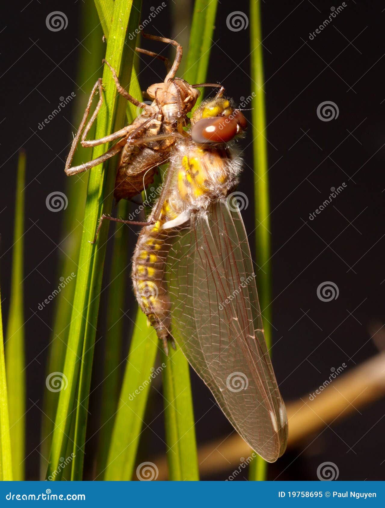 Dragonfly Emergence stock image. Image of female, water - 19758695