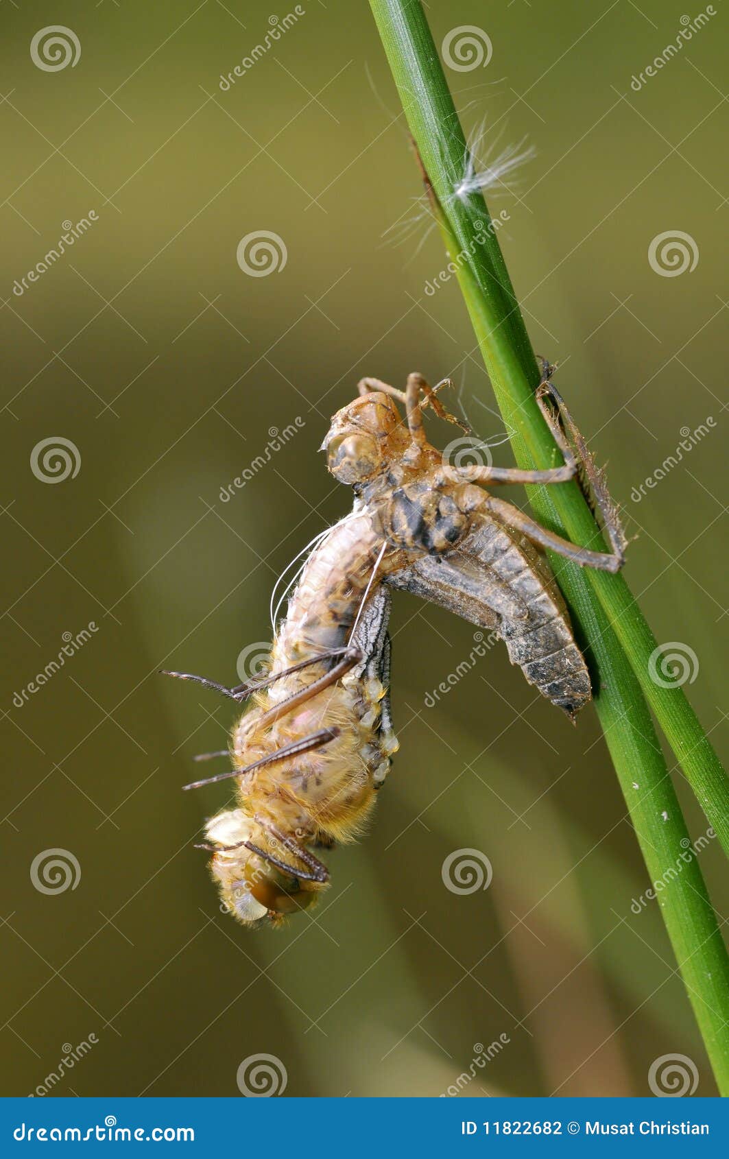 Dragonfly Emerging from Its Chrysalis Stock Photo - Image of larva ...
