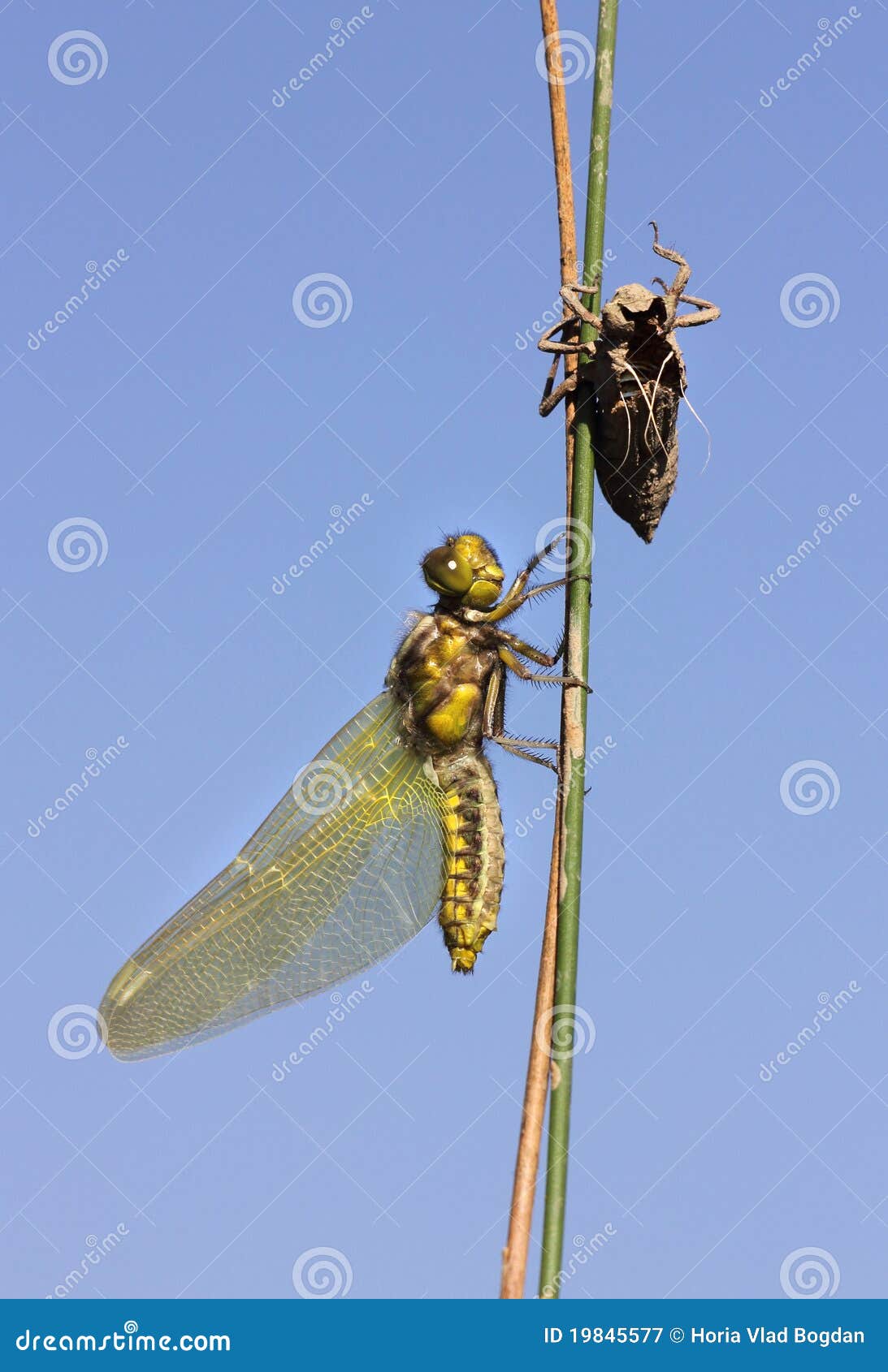 Dragonfly Emerging from Its Larvae Stock Image - Image of dragonfly ...