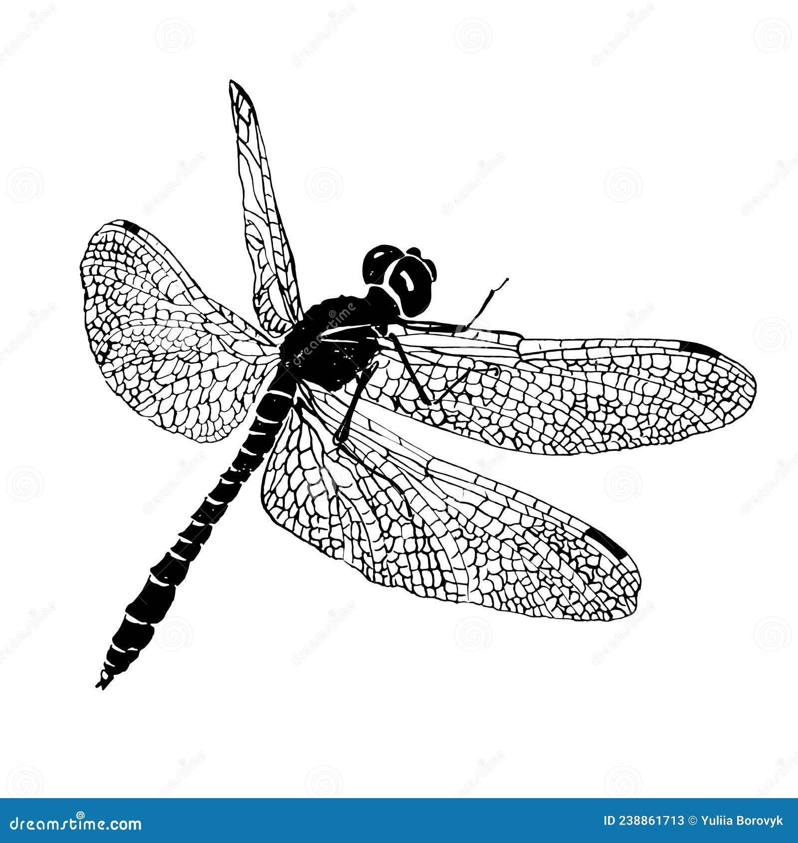 Dragonfly Engraving Style. Black and White Stock Vector - Illustration ...