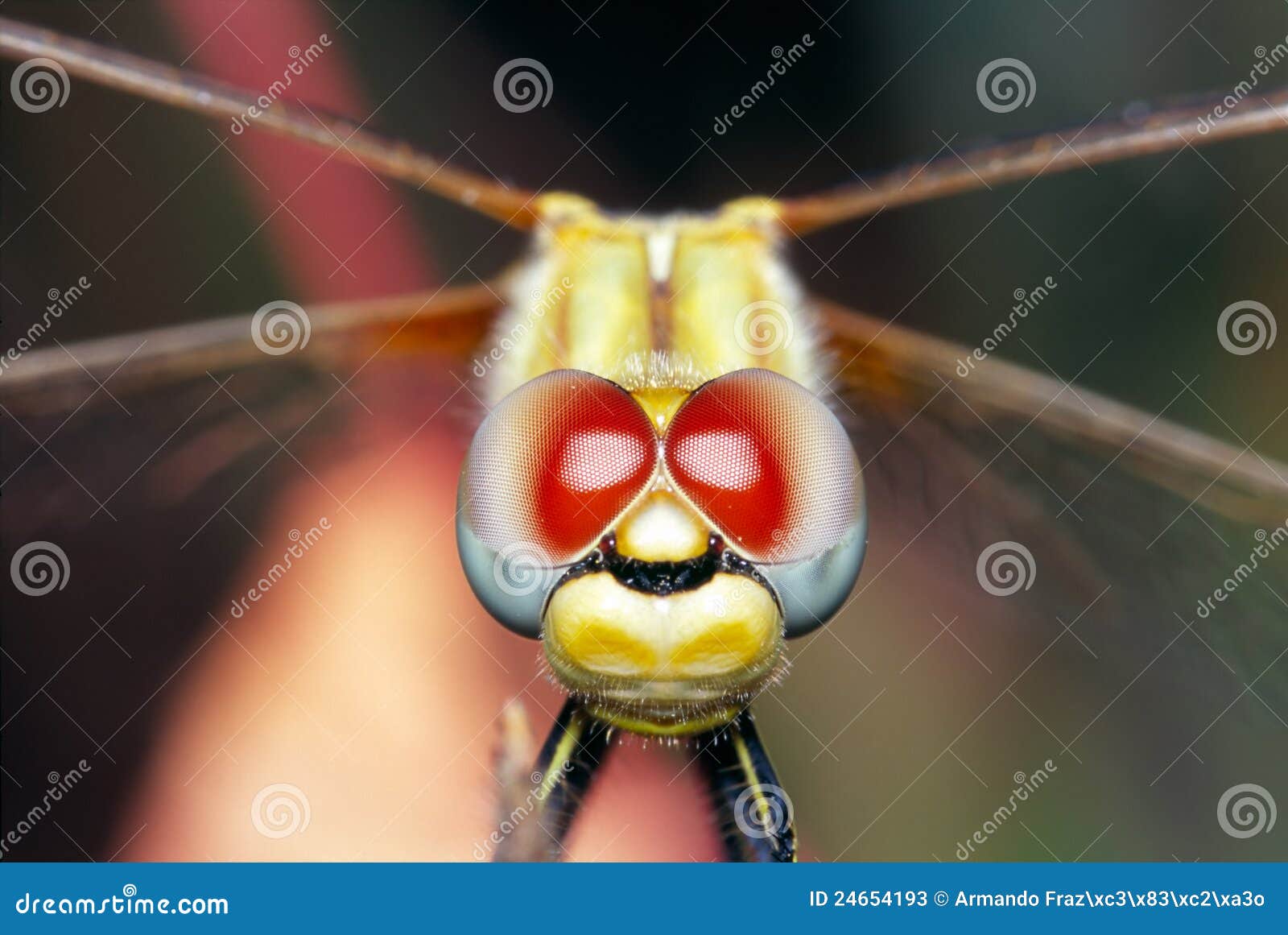 Dragonfly Eyes stock image. Image of anisoptera, dragonfly - 24654193