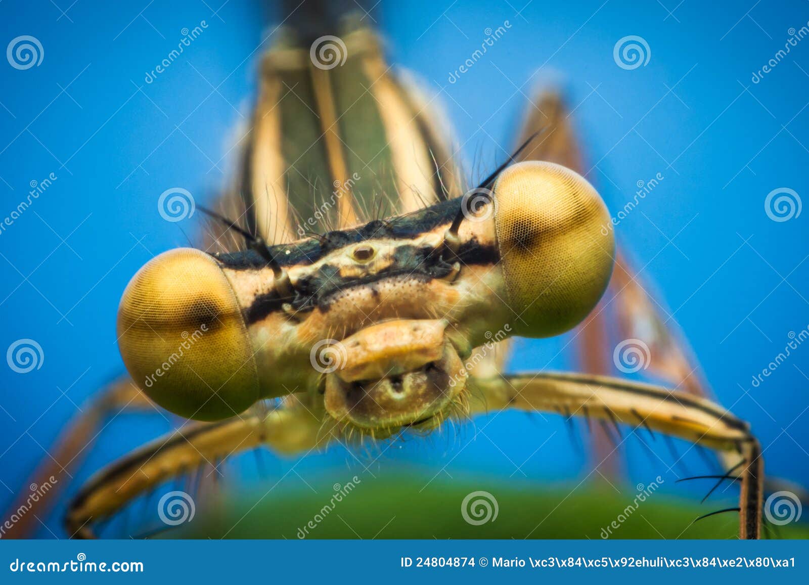 High Magnification Macro Shot of Dragonfly Eyes Against Deep Blue ...