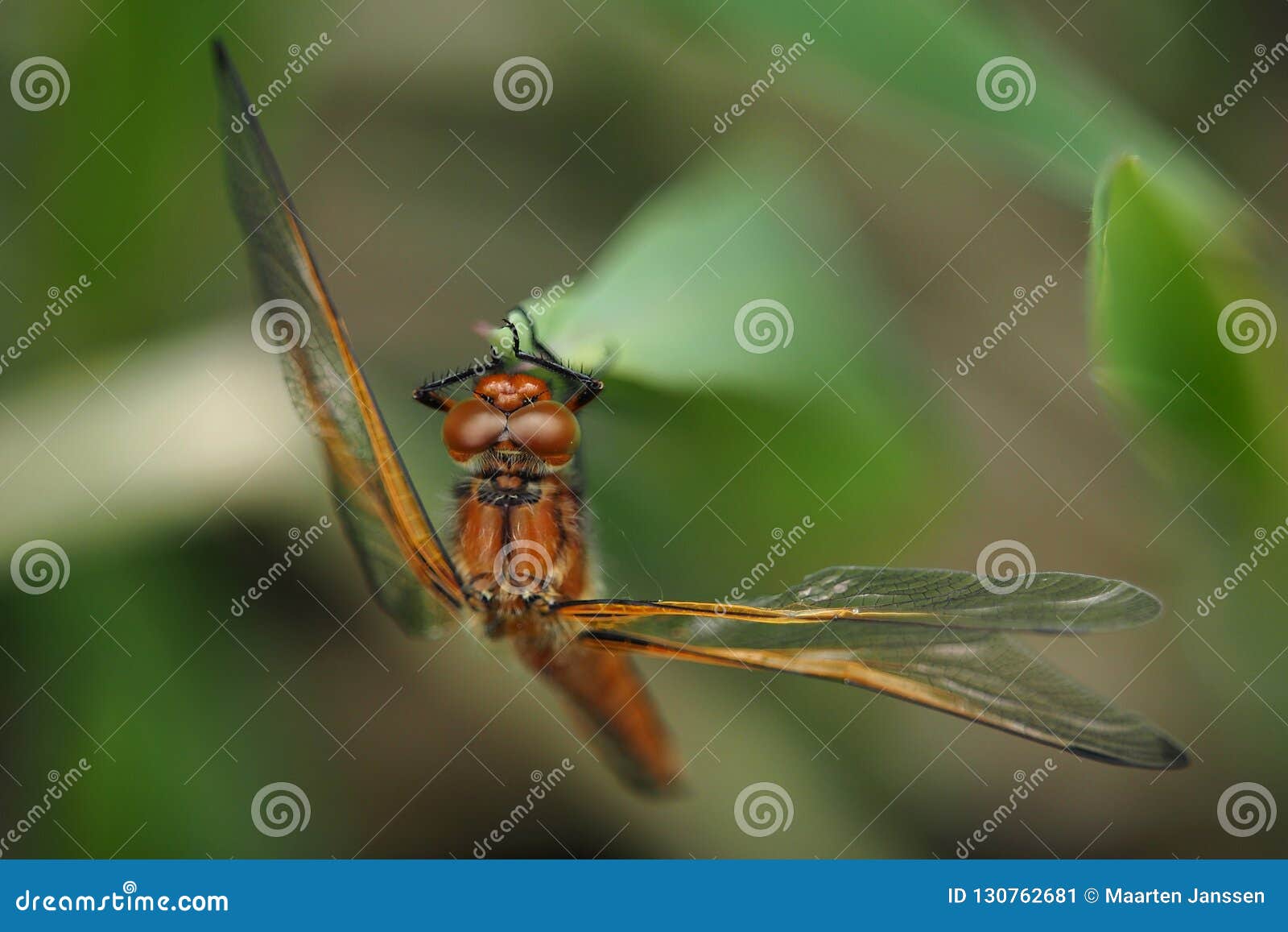 Dragonfly eyes stock image. Image of insect, beauty - 130762681