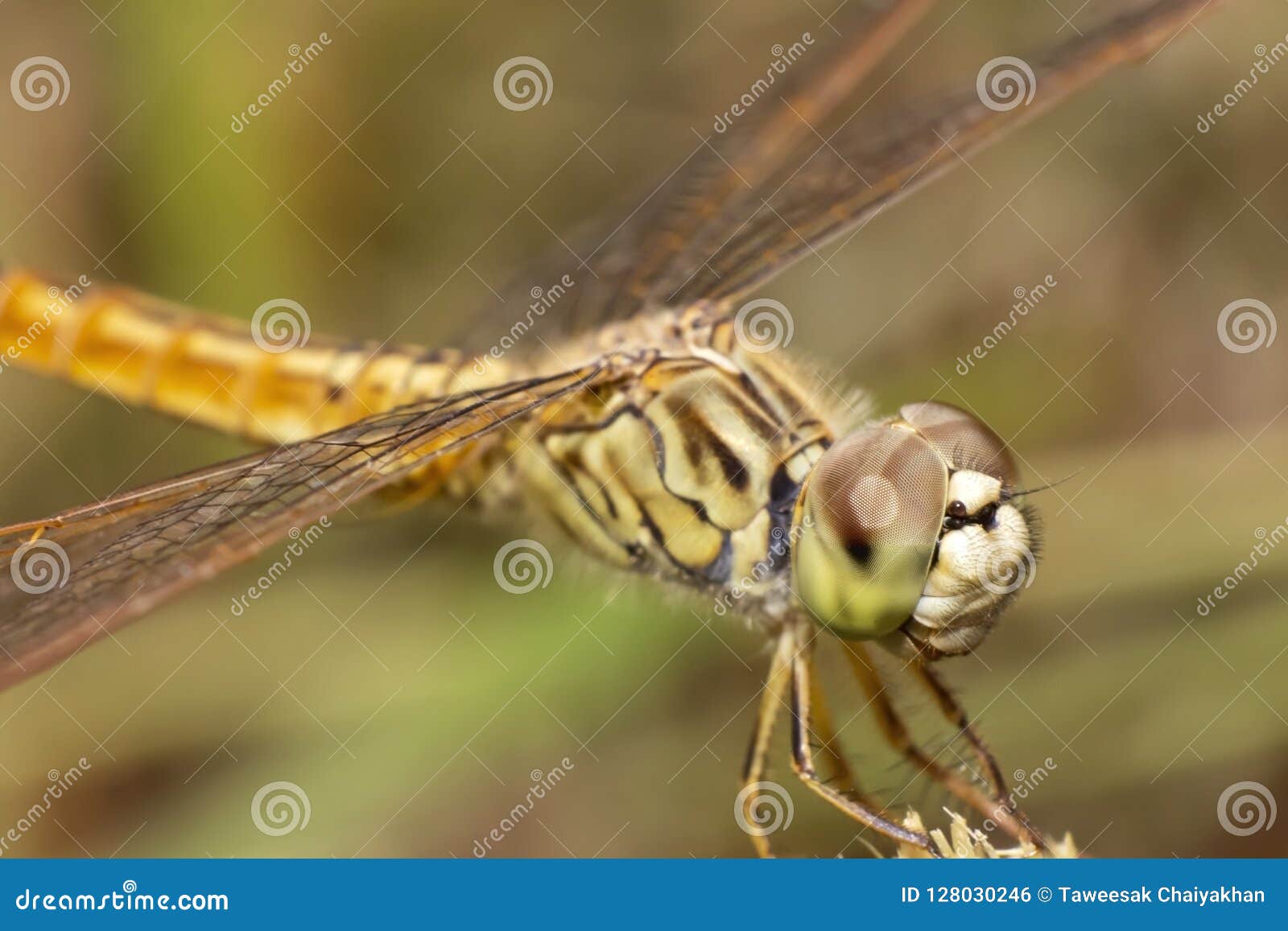 Closeup Dragonfly Face, Macro Insect Stock Photo - Image of small, head ...
