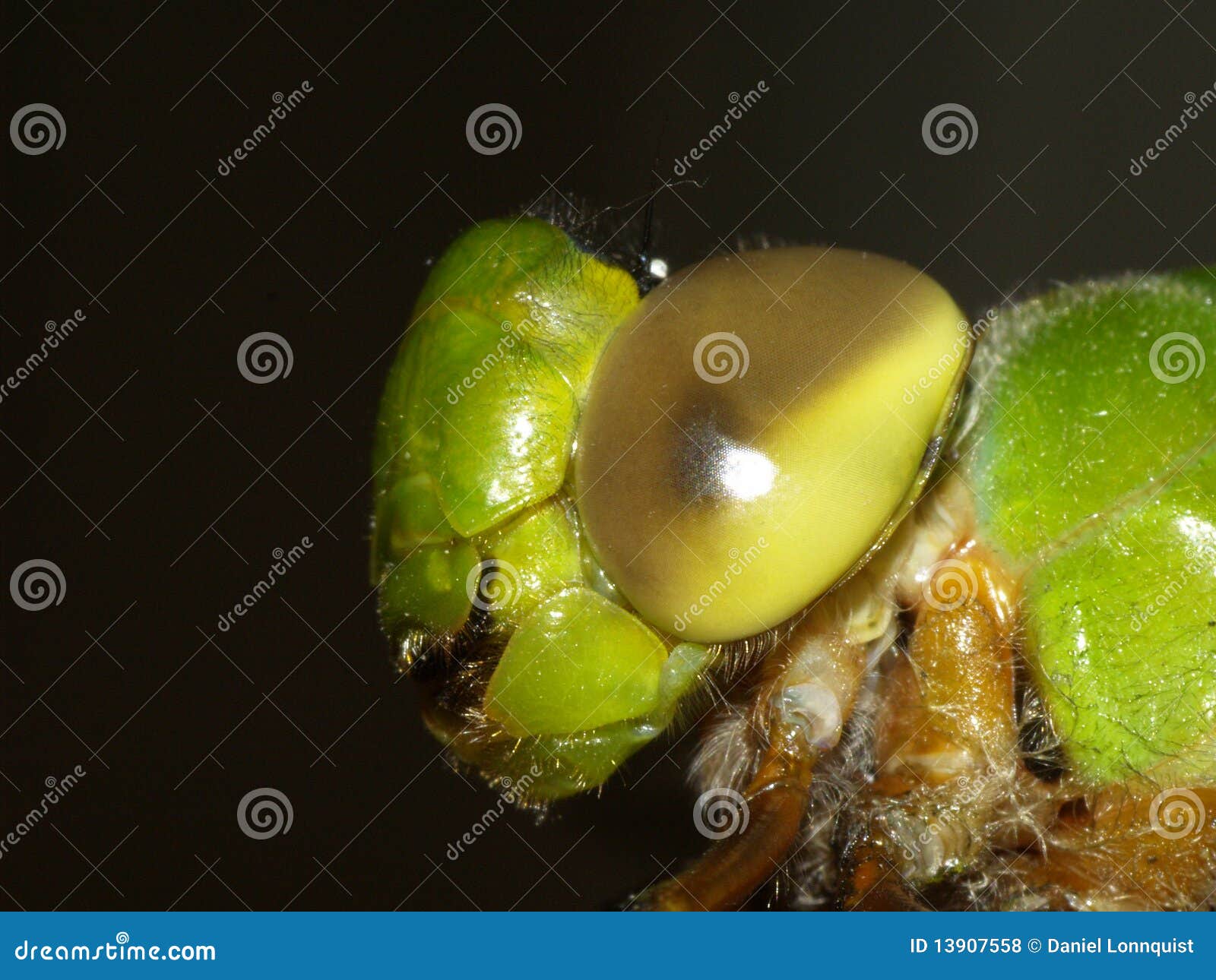 Dragonfly Face Side View stock photo. Image of sticker - 13907558