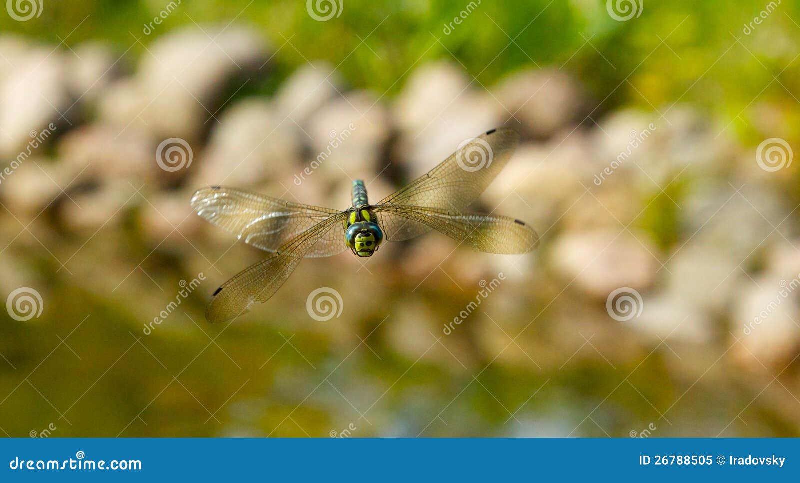 Dragonfly face to camera stock image. Image of insect - 26788505
