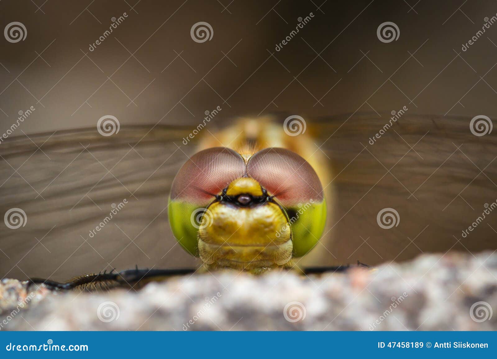 Dragonfly facing camera stock image. Image of dragonfly - 47458189