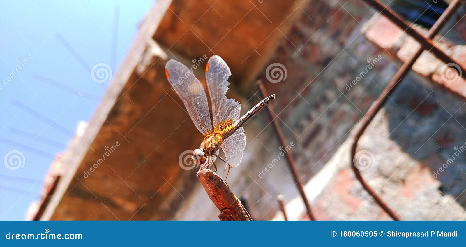 Dragonfly in New Construction Building Stock Image - Image of state, dragonfly: 180060505