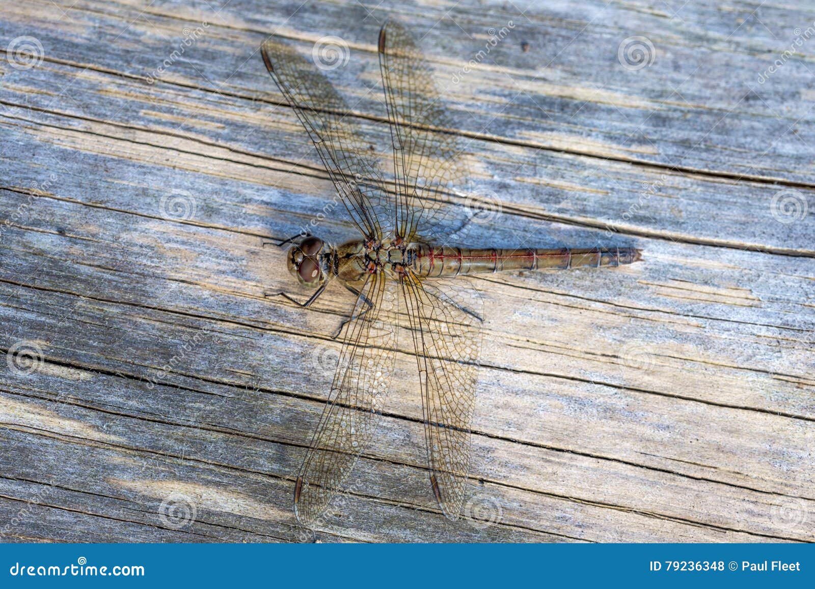 Dragonfly Female Common Darter Stock Photo - Image of summer, nature ...