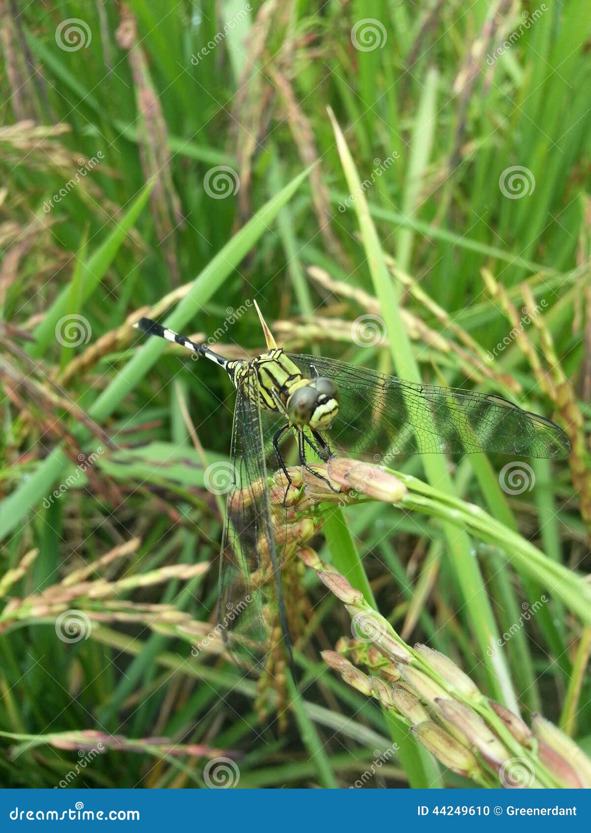 Dragonfly in field rice stock photo. Image of pest, rice - 44249610
